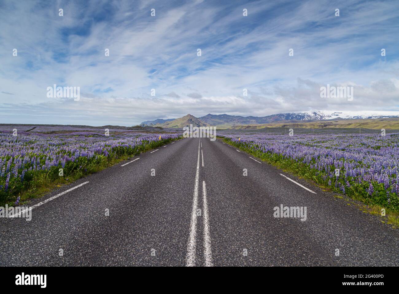 Path field lupins hi-res stock photography and images - Alamy