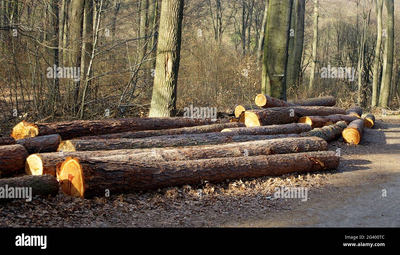 Log trunks pile, the logging timber forest wood industry, wood trunks ...