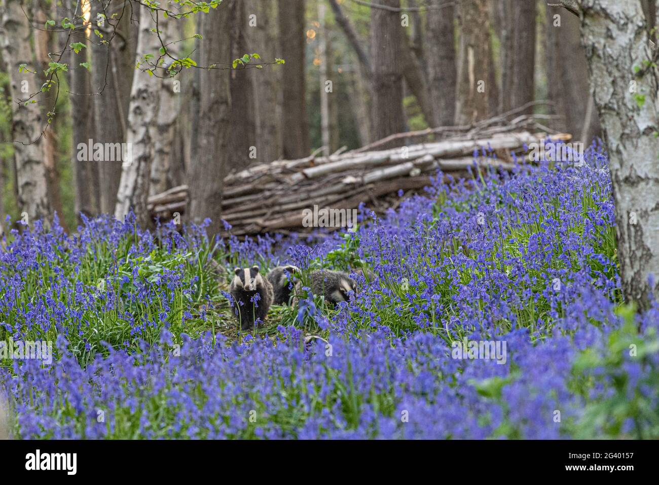 Badgers playing early evening in English bluebell (Hyacinthoides ...