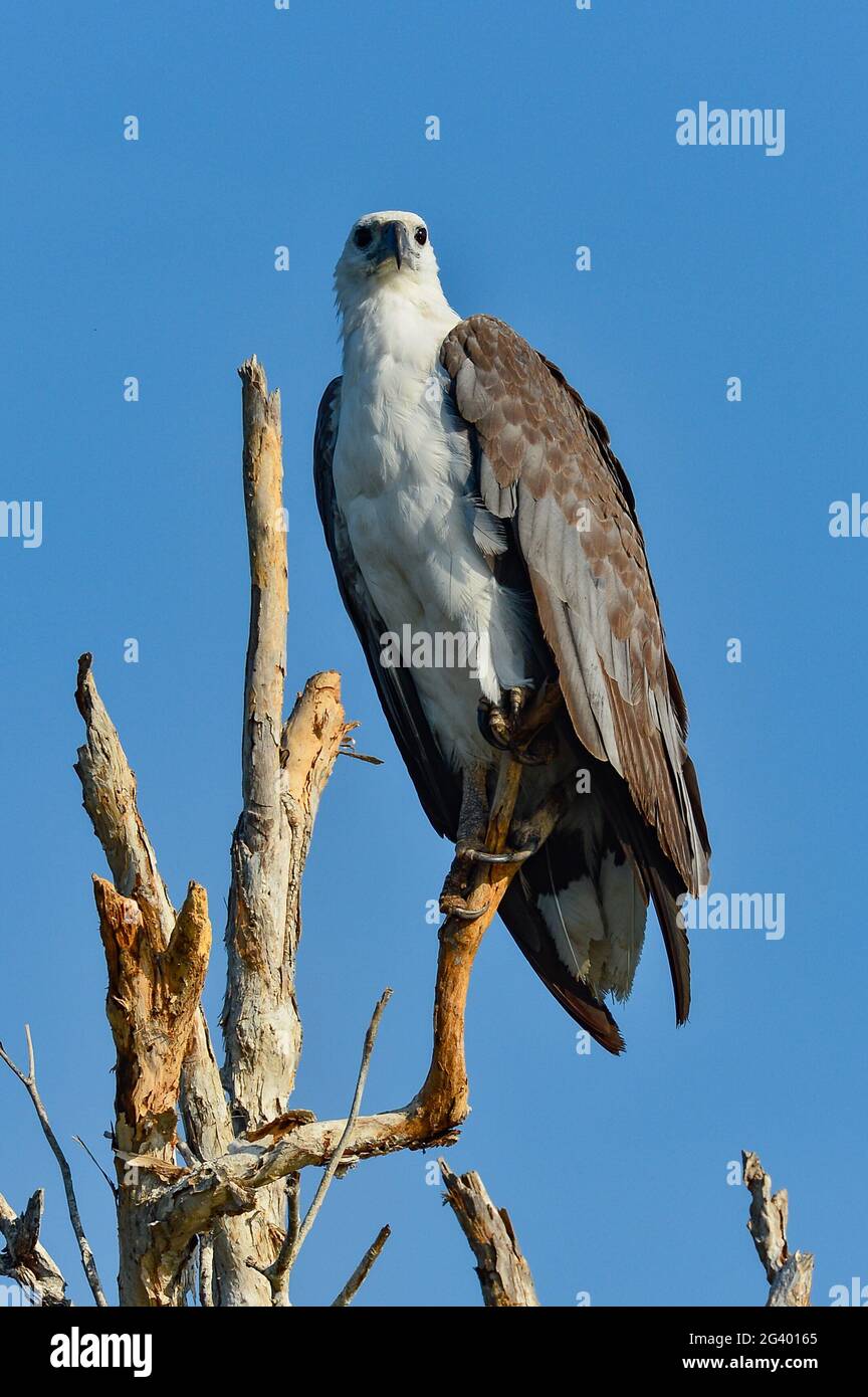 Aussie eagle hi-res stock photography and images - Alamy