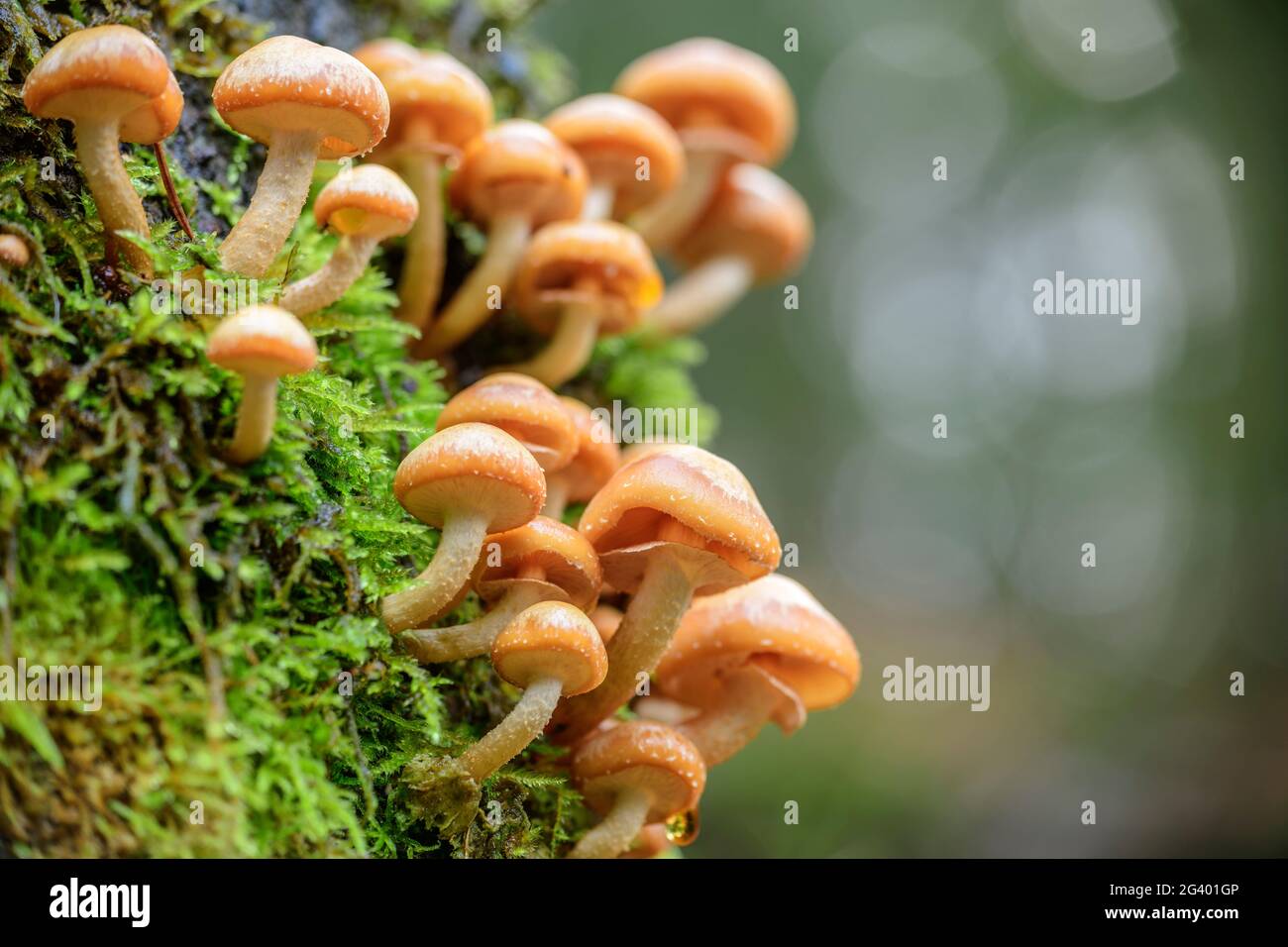 Tree growing horizontally hi-res stock photography and images - Alamy
