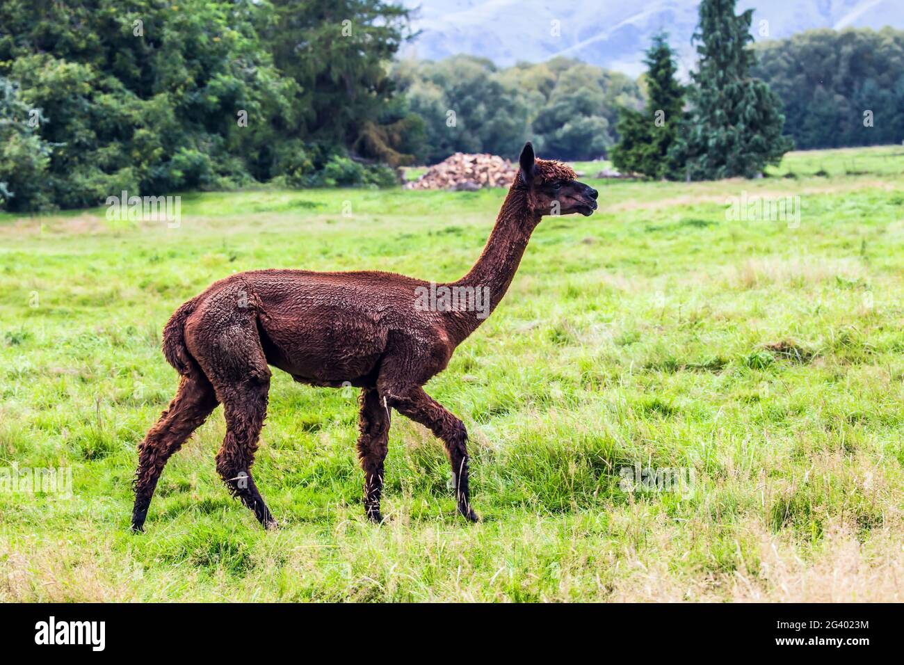 Brown llama after a haircut Stock Photo - Alamy