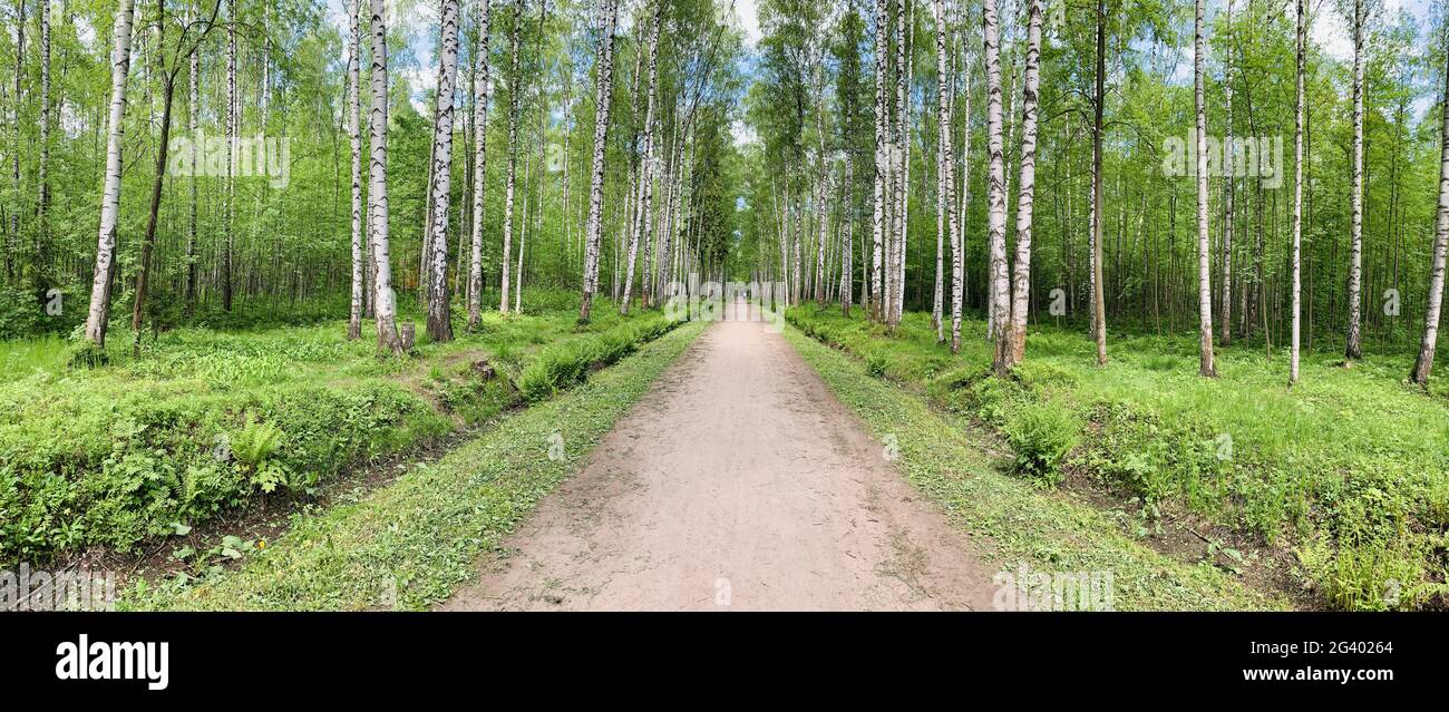 Panoramic image of the straight path in the forest among birch trunks ...