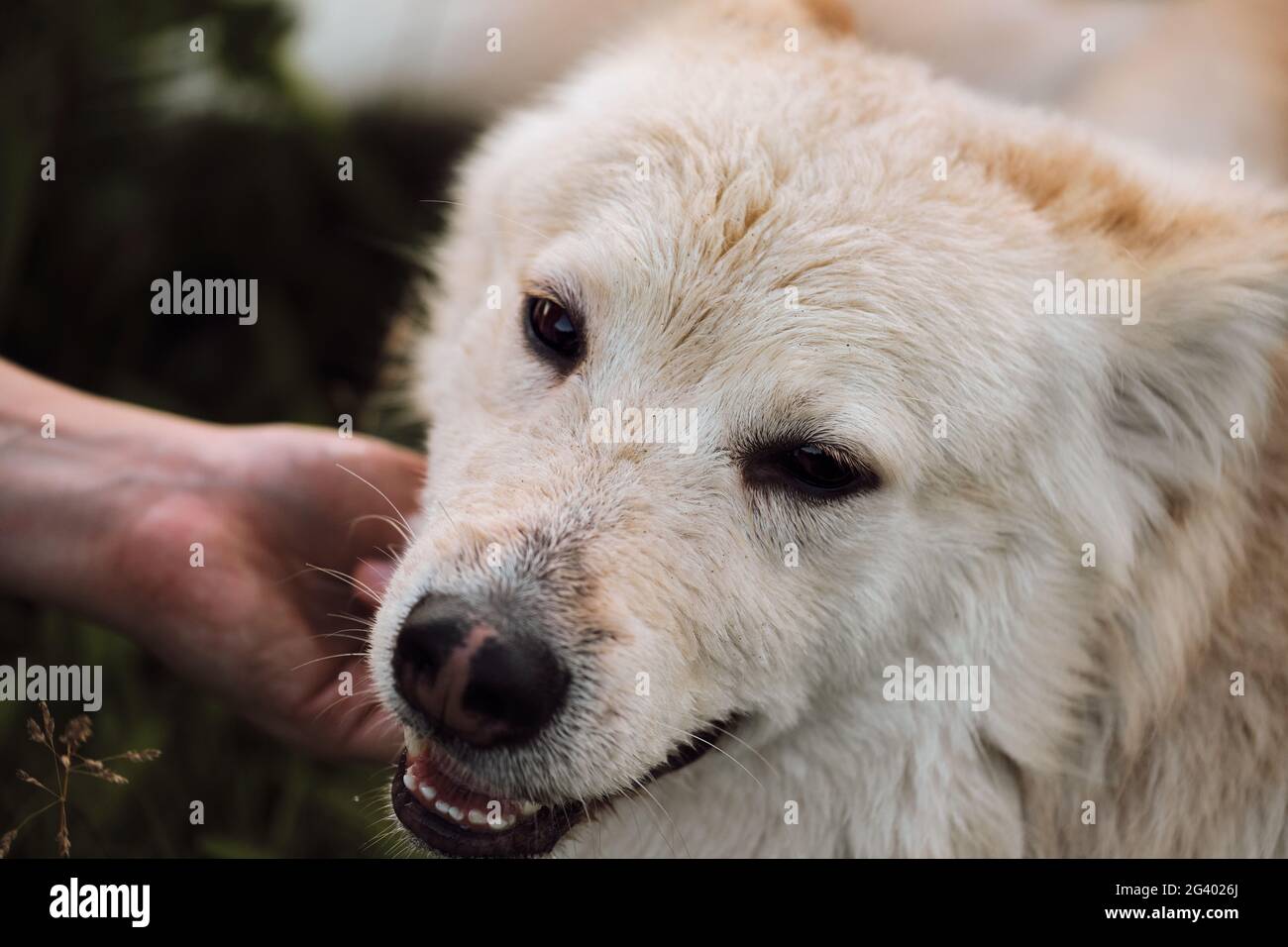 Human strokes dog with one hand and it smiles wide mouthed with ...