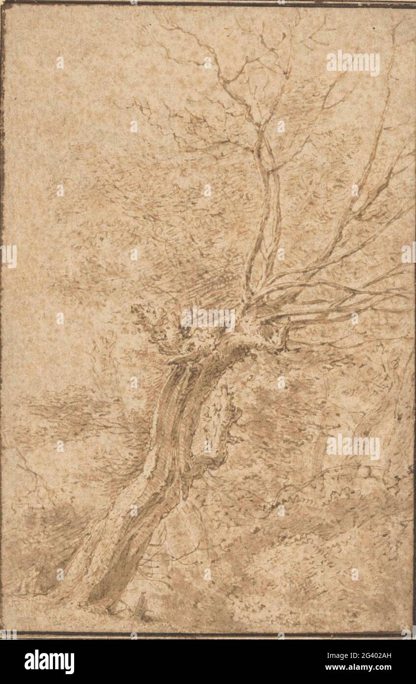 A gnarled tree Stock Photo - Alamy