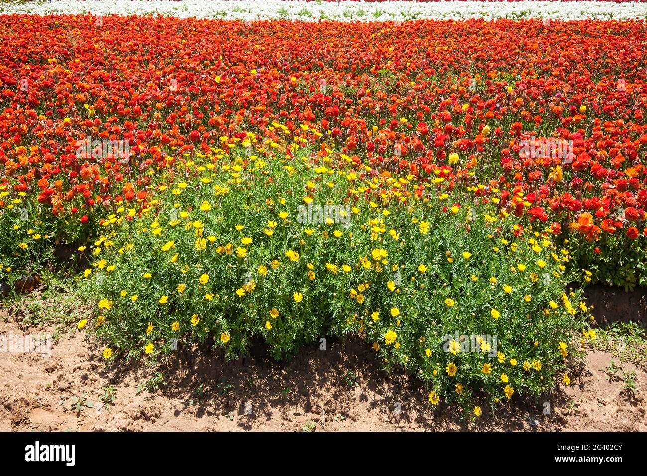 Spring walk in southern Israel Stock Photo - Alamy