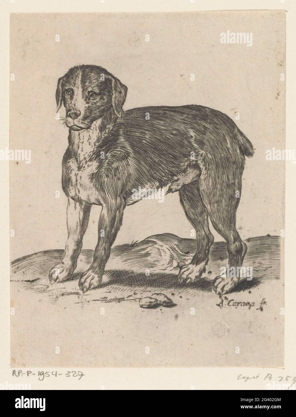 Standing dog Stock Photo - Alamy