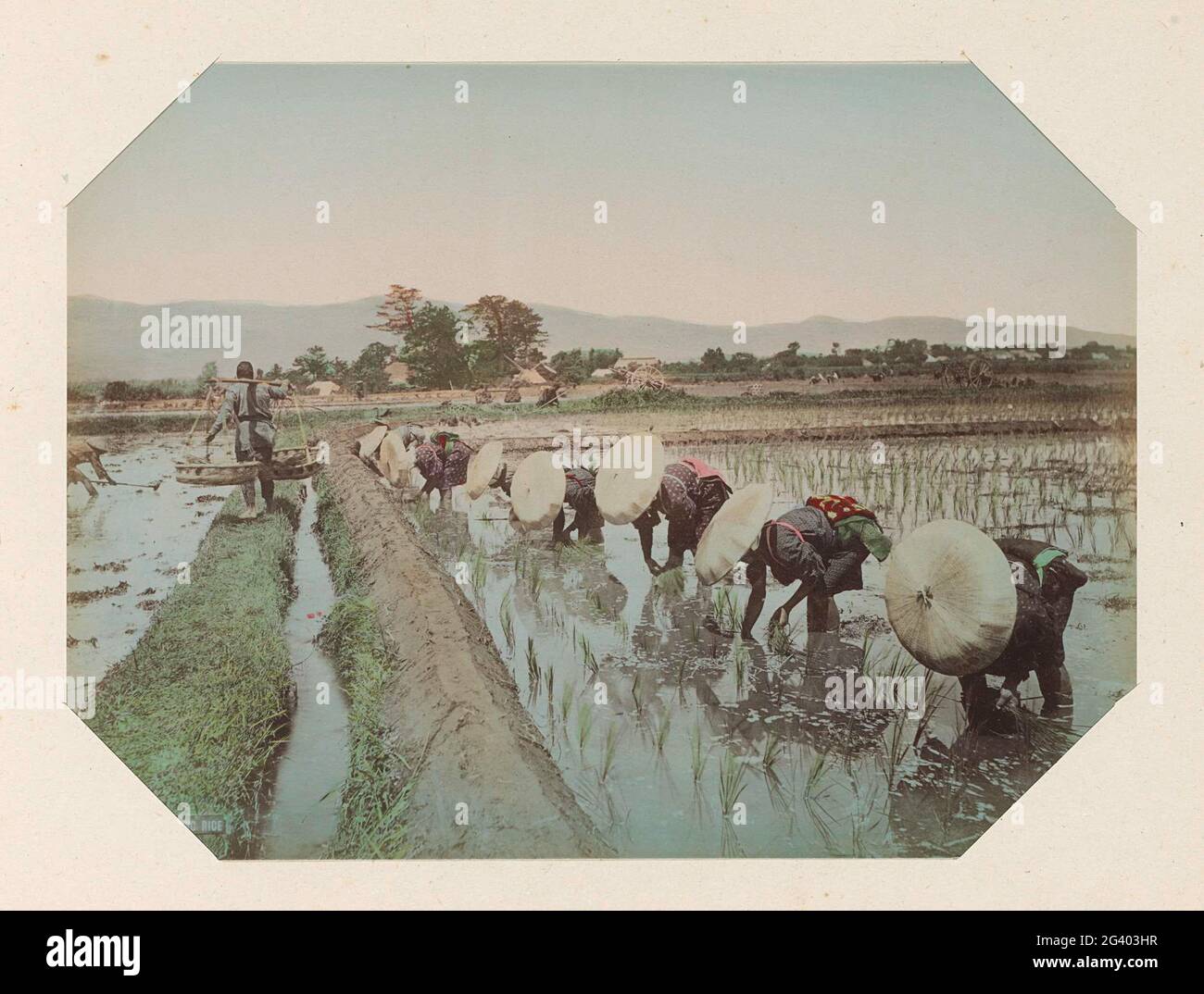 Rice planting farmers in Japan; Transplantation Rice. Part of photo ...