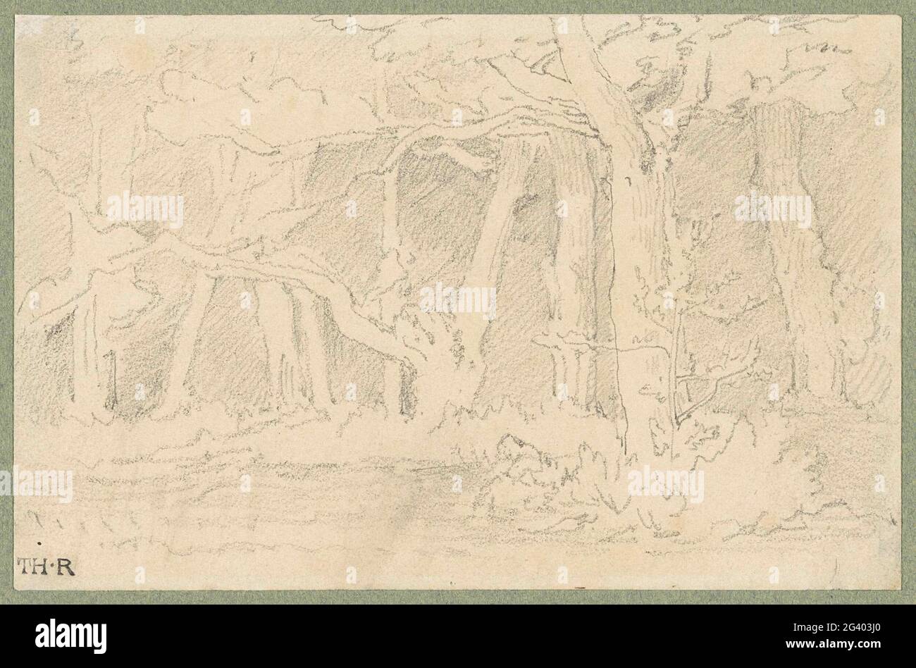 Sketch of tree trunks Stock Photo - Alamy