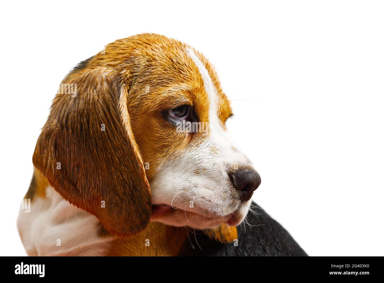 Orange And White Beagle
