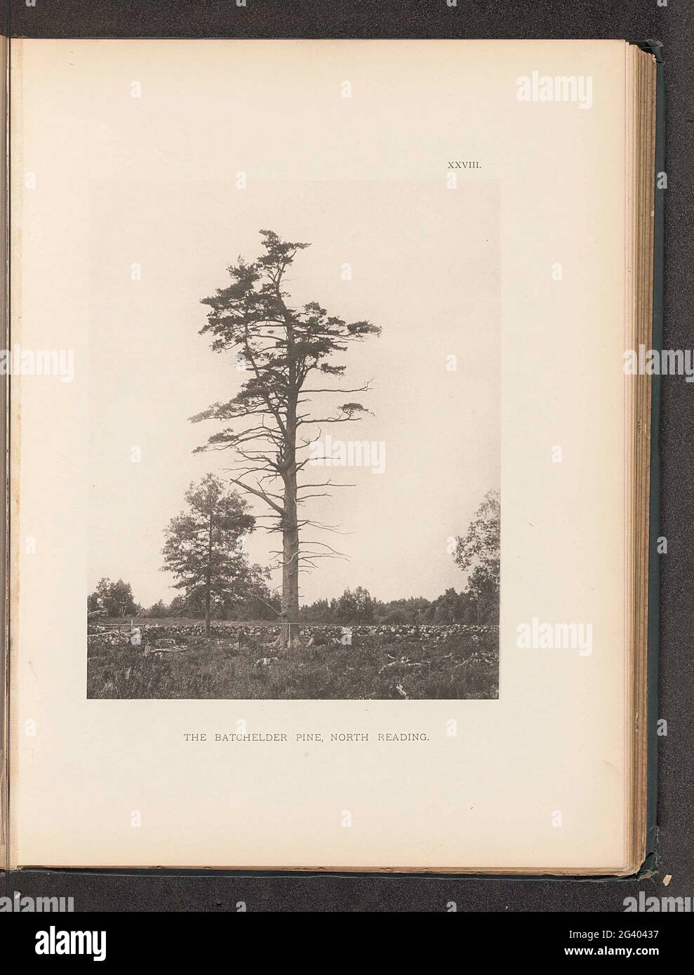 The Batchelder pine, North Reading Stock Photo - Alamy