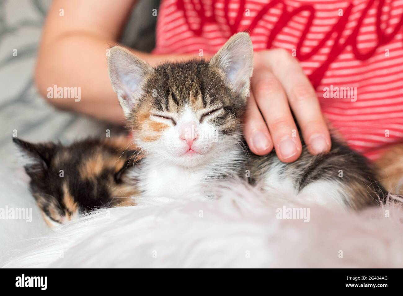 Cute kittens in female hands. Pet owner and her pets, lovely animals ...