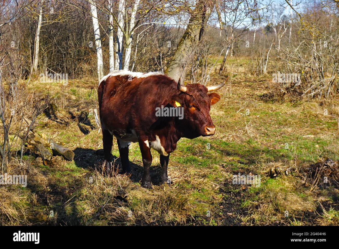 Pinzgau cattle in Pfrunger Ried, Upper Swabia, southern Germany Stock ...