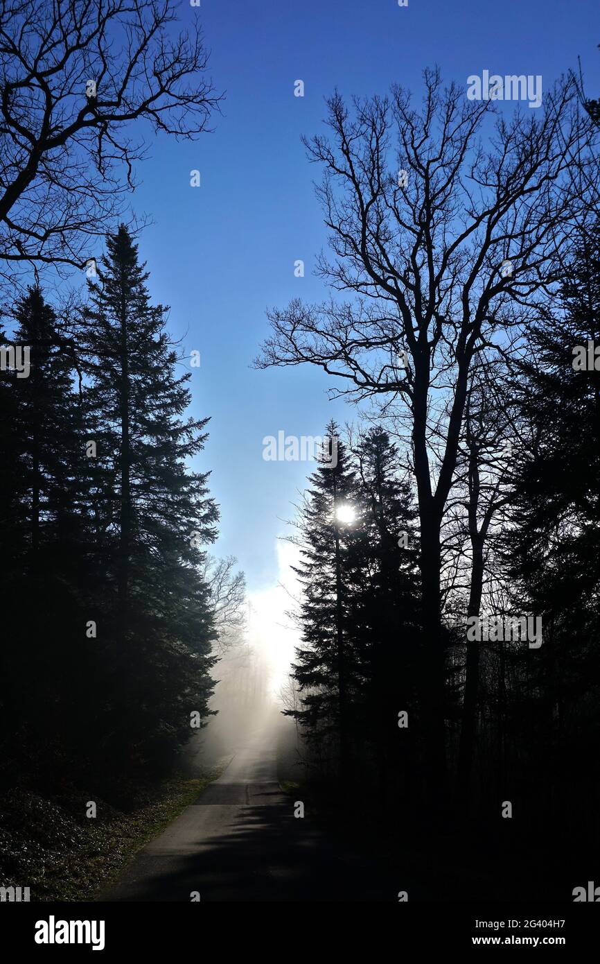 Light mood in the forest Stock Photo - Alamy