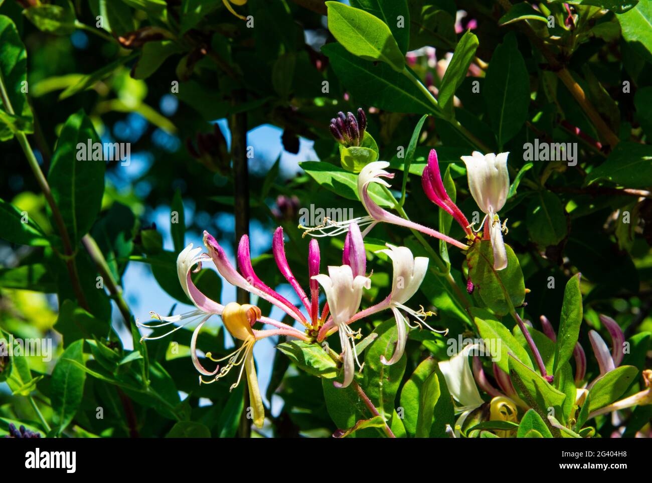 Honeysuckle cottage hi-res stock photography and images - Alamy