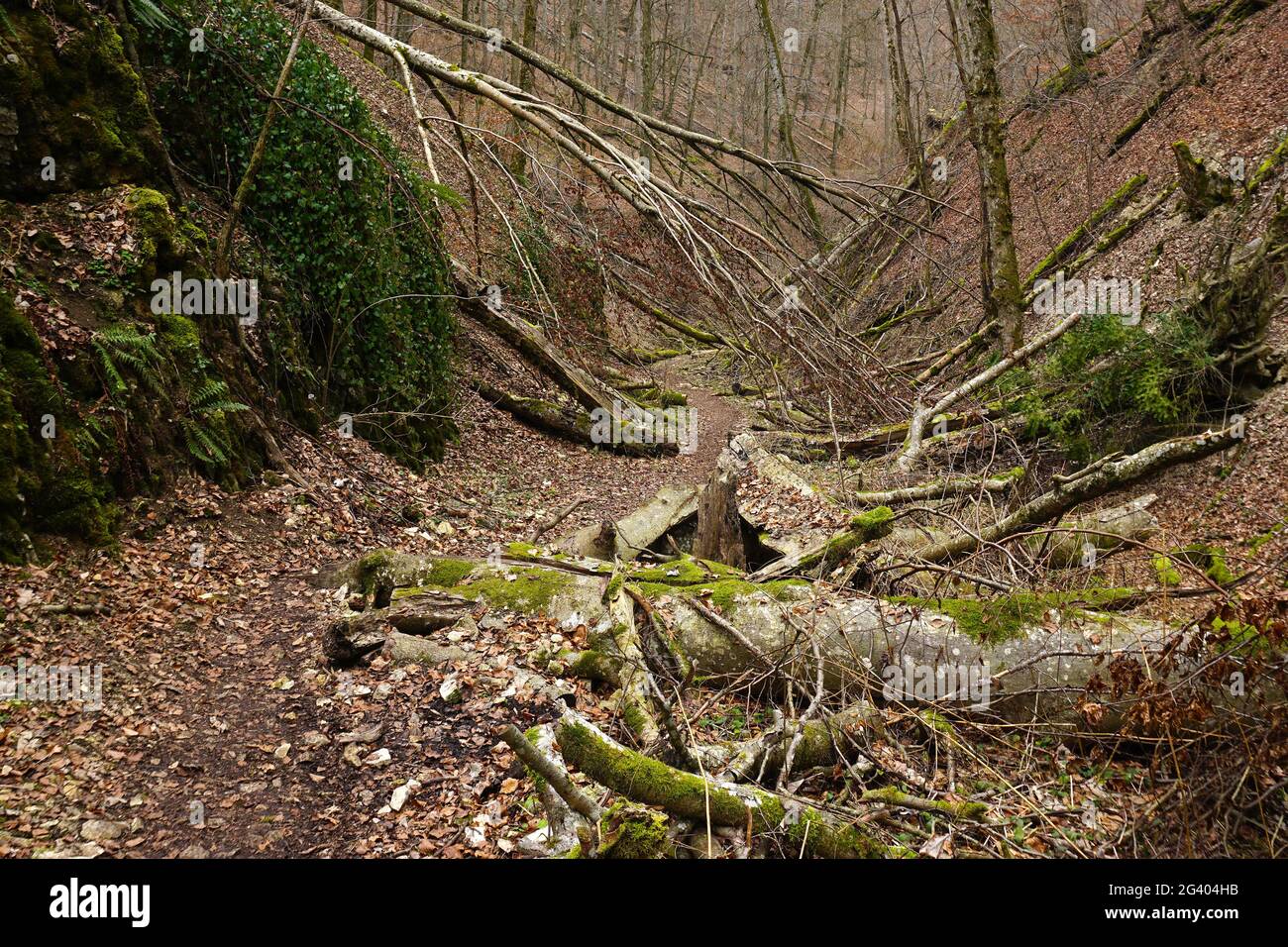 Hiking trail between fallen trees on the Swabian Alb near Schlattstall ...