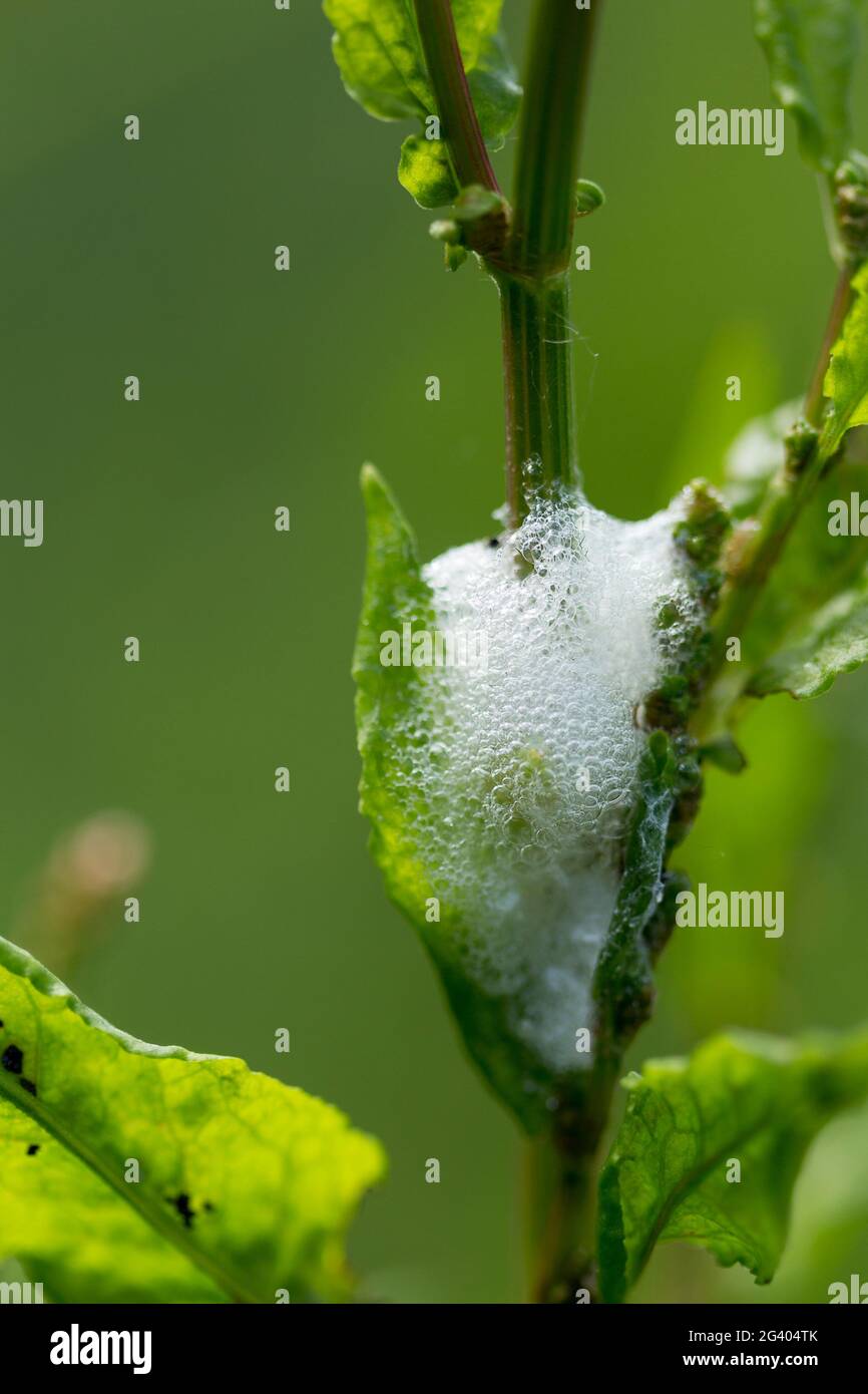 Plant sap hi-res stock photography and images - Alamy