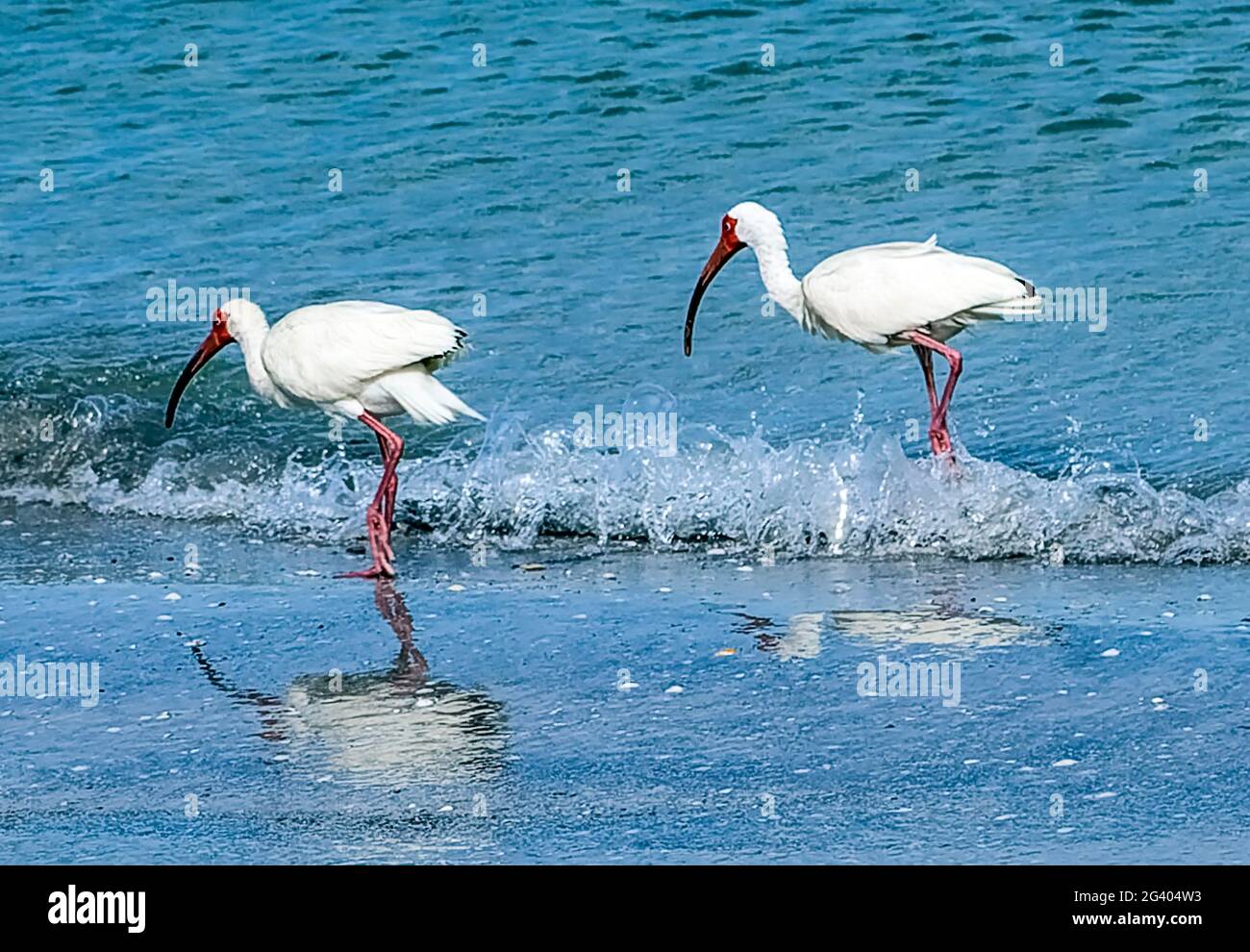 Shore birds walk along the tide’s edge in Florida Stock Photo - Alamy