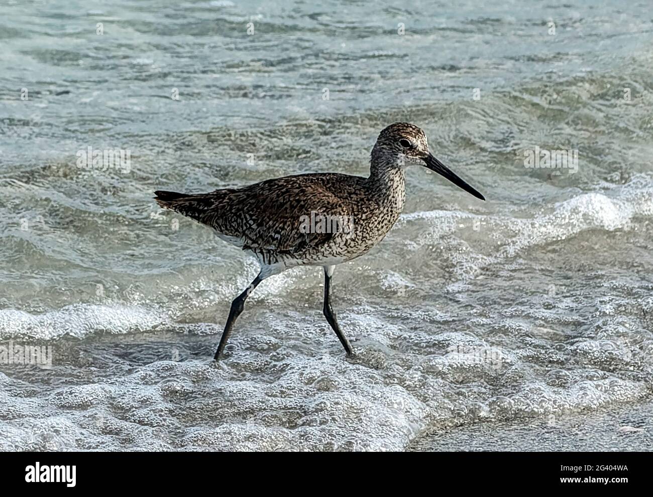 Birds with long beaks hi-res stock photography and images - Alamy