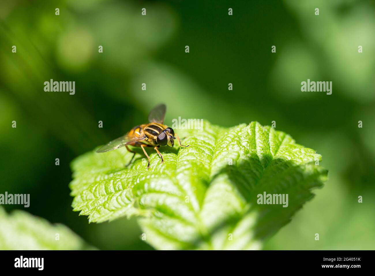Hoverfly helophilus pendulus yellow with black stripes from behind eyes ...