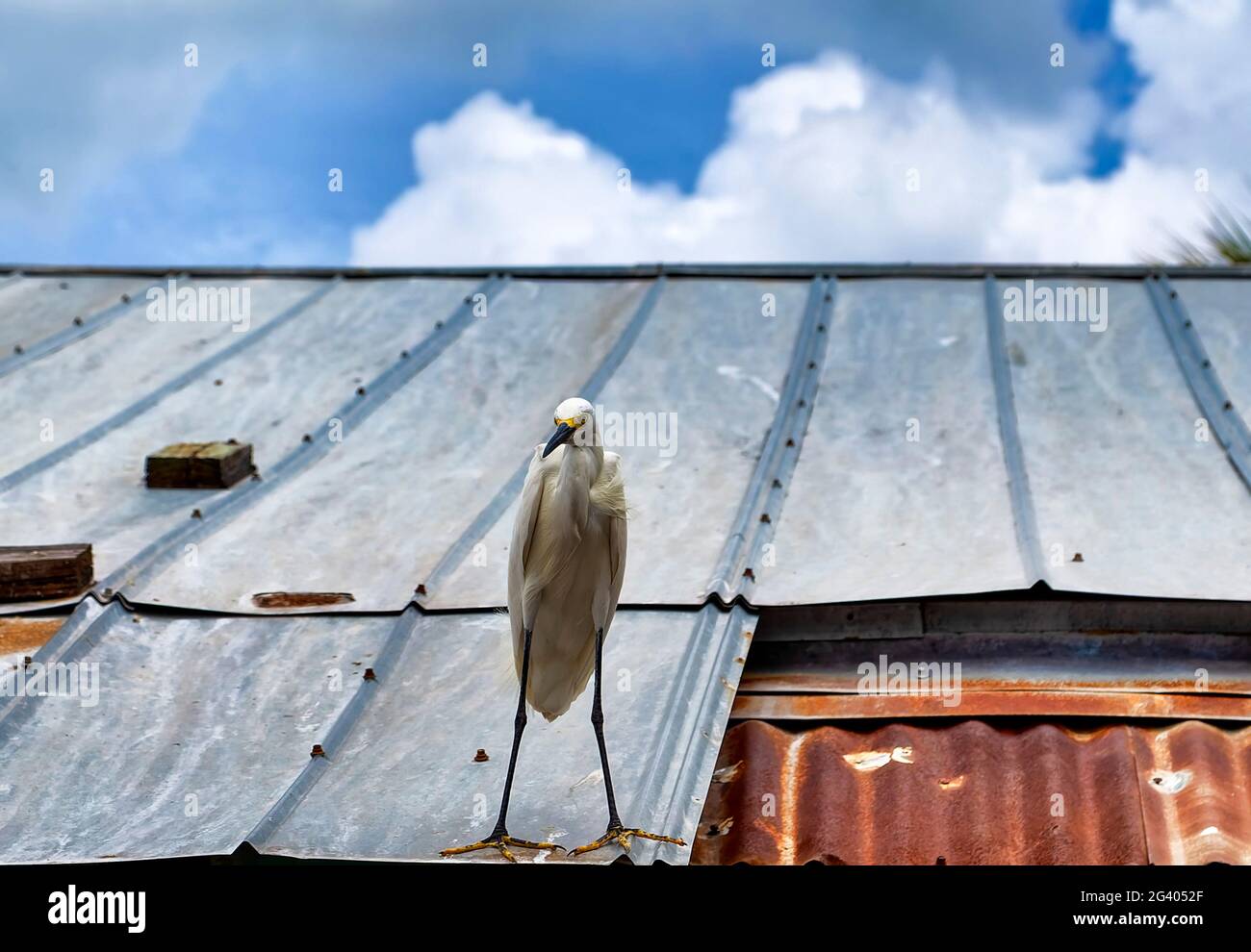Hot tin roof hi-res stock photography and images - Alamy