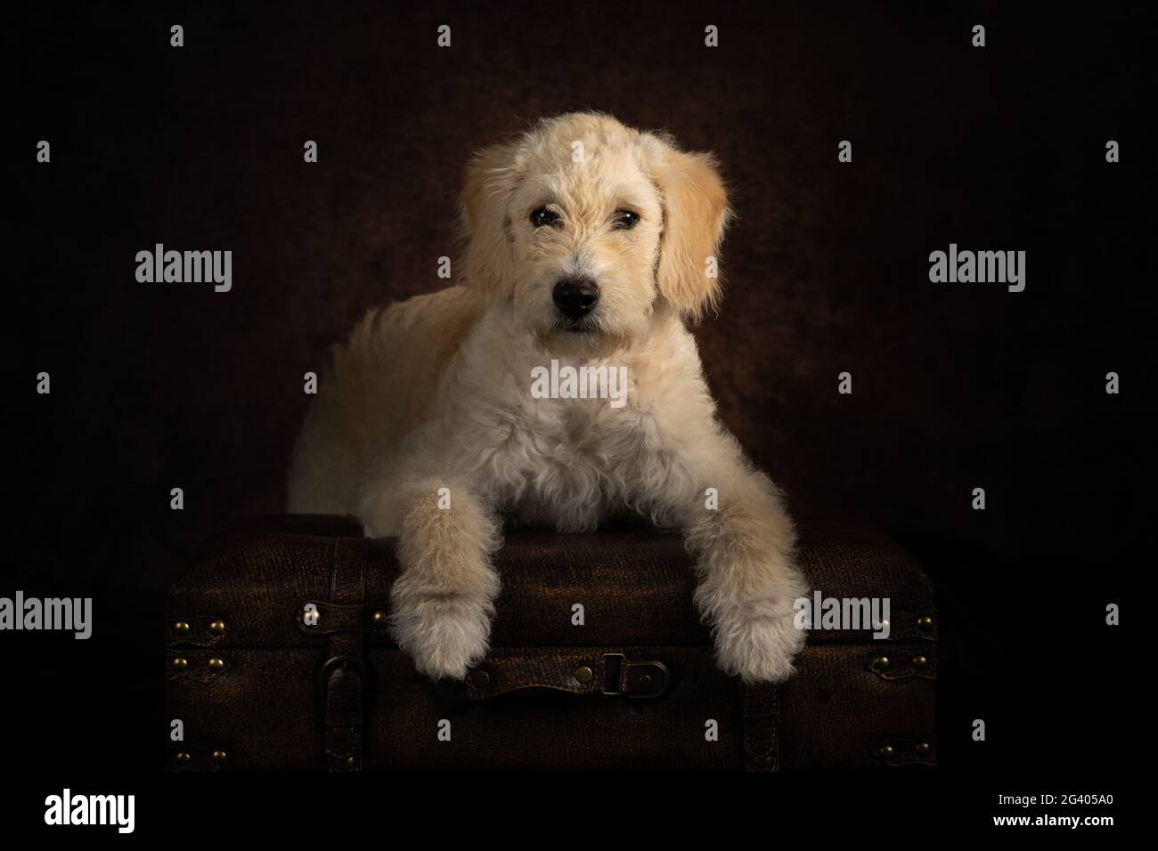 Studio lit Labradoodle puppy portrait Stock Photo - Alamy