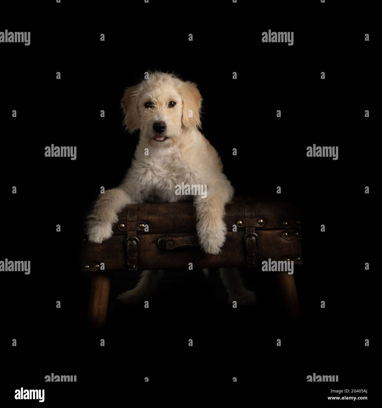 Scruffy puppy against a black background Stock Photo - Alamy