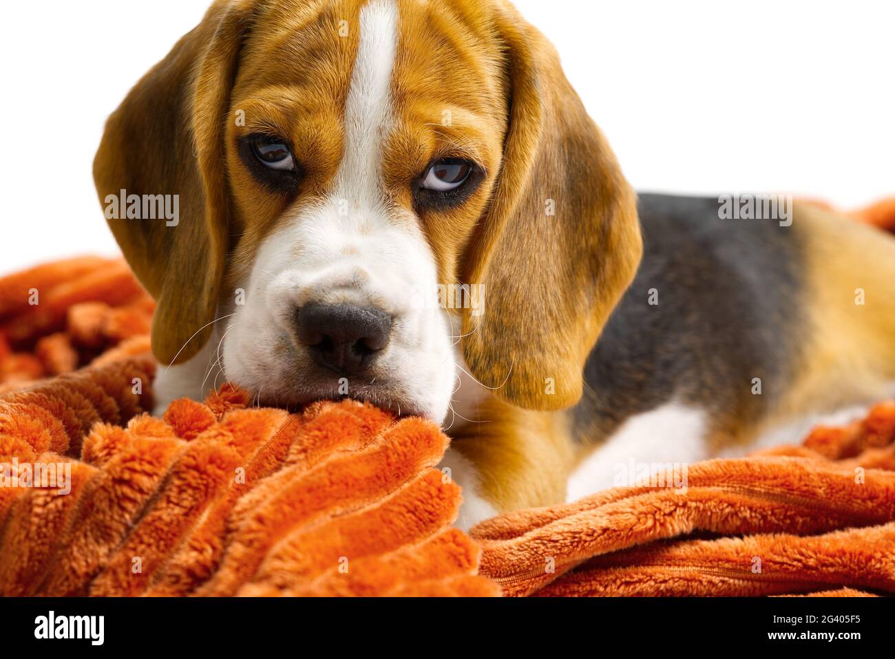 Beagle puppy lies with a warm orange blanket on white backdrop Stock ...