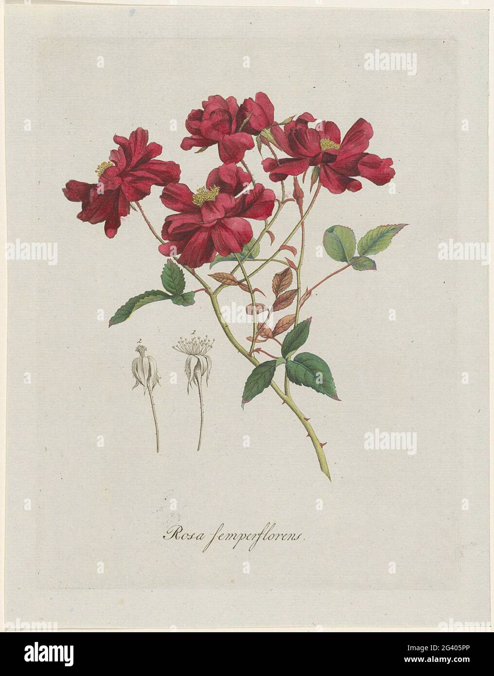 Semperflorens rose hi-res stock photography and images - Alamy