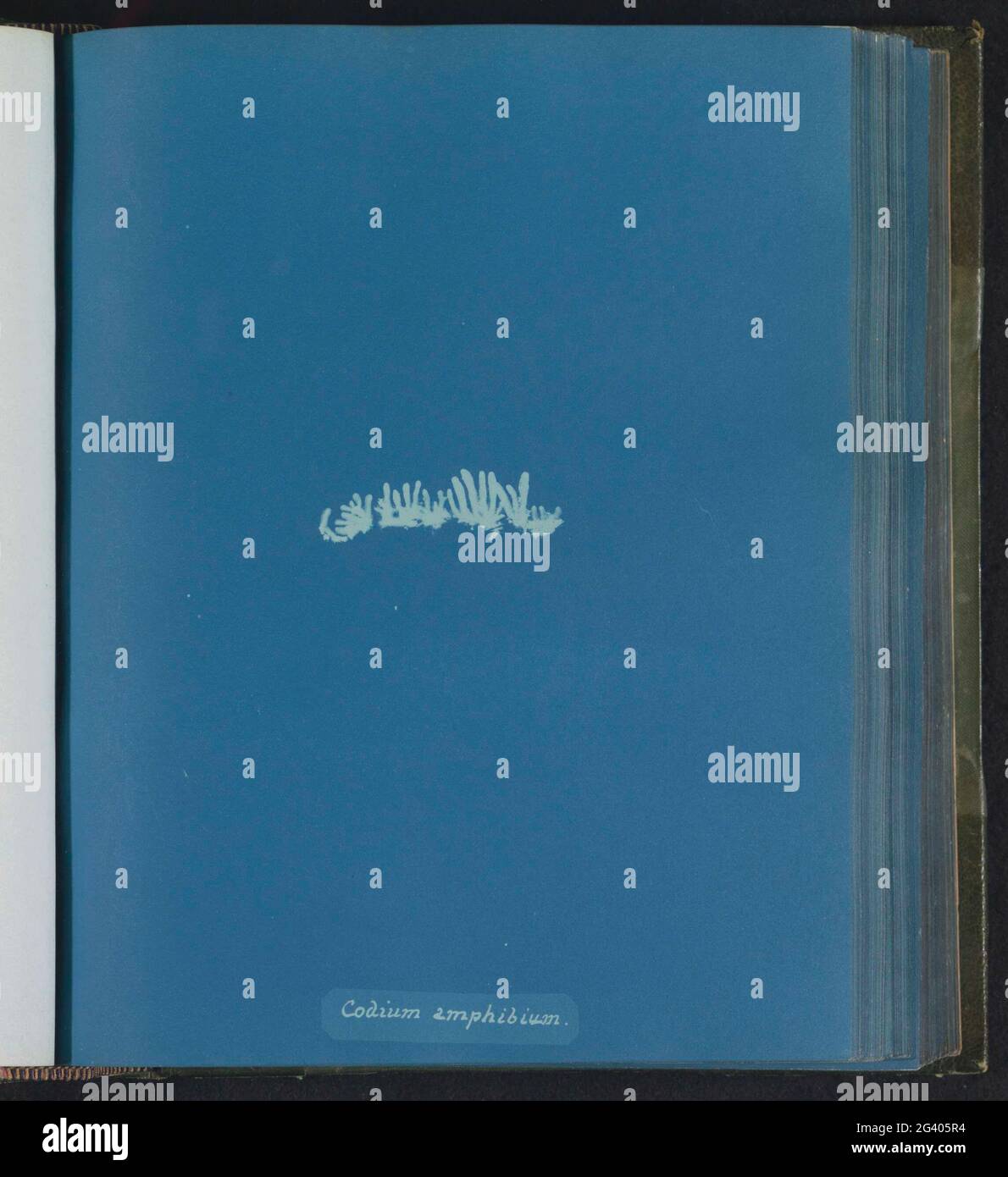 Codium amphibium hi-res stock photography and images - Alamy