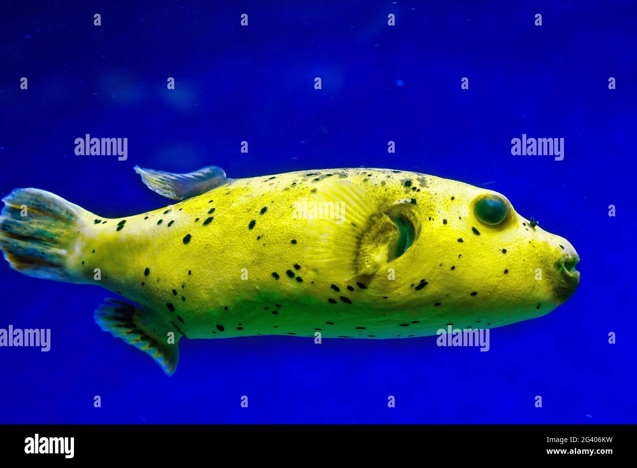 Yellow fish hi-res stock photography and images - Alamy