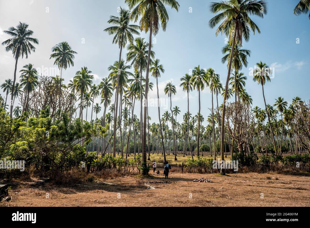 Production of copra, malekula, vanuatu, south sea, oceania Stock Photo ...