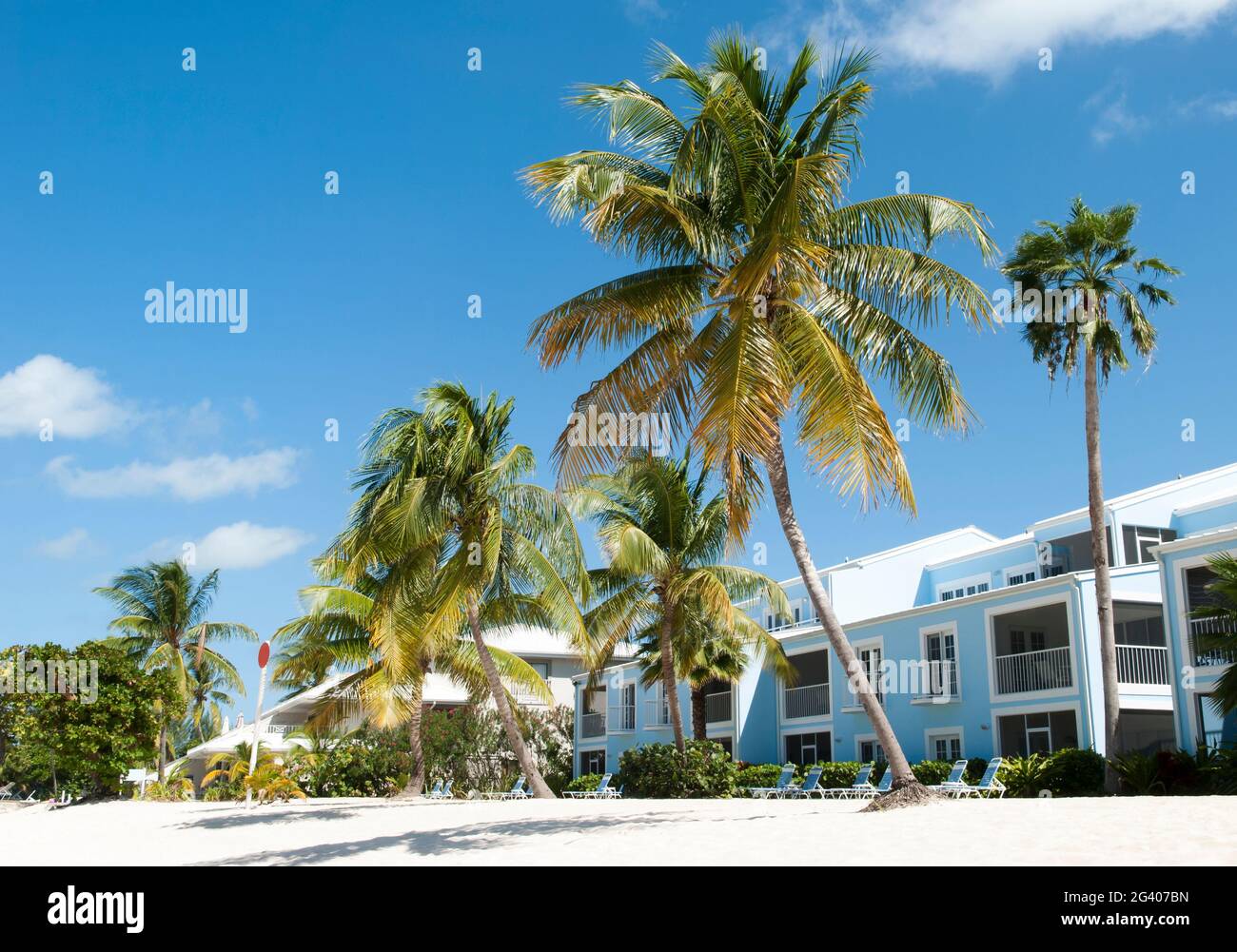 Leaning palm trees on Seven Mile Beach on Grand Cayman island (Cayman ...