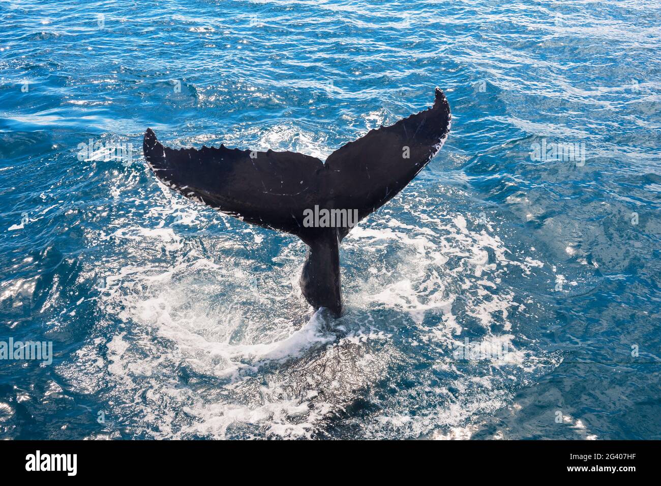 Tail fluke of a humpback whale (Megaptera novaeangliae), Queensland ...