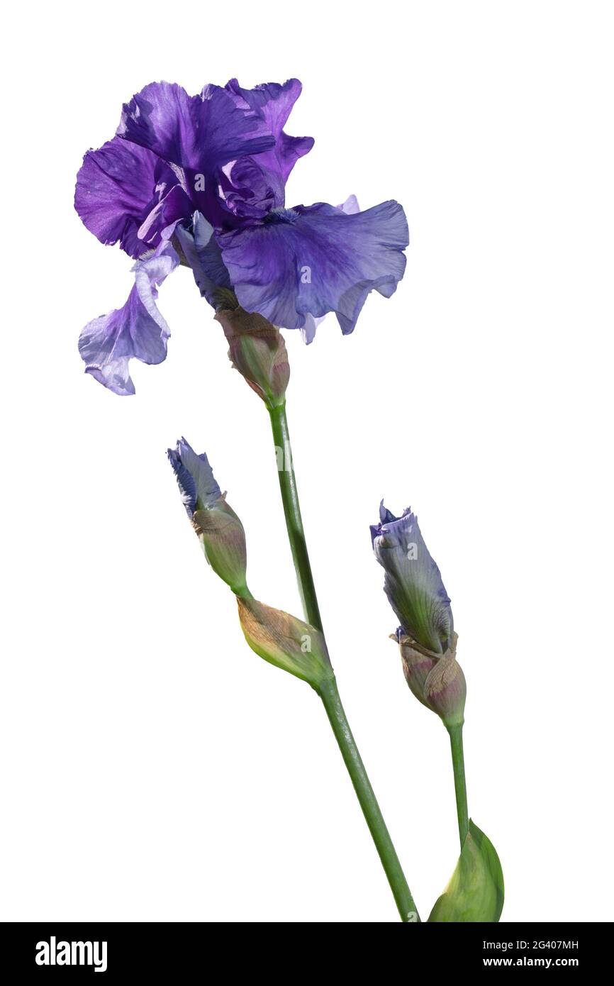Violet iris isolated on white background Stock Photo - Alamy