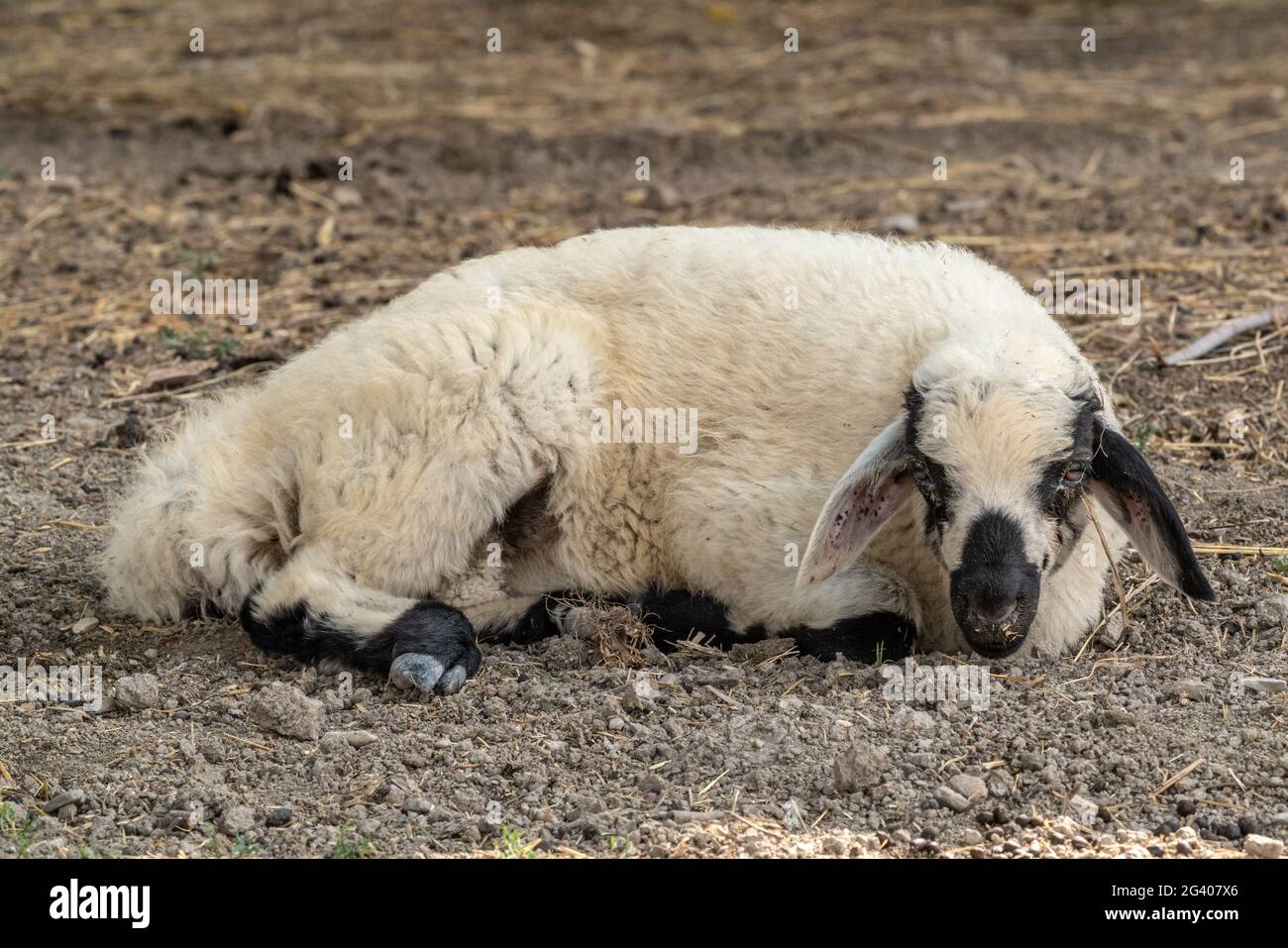Cute lamb resting in the yard Stock Photo - Alamy