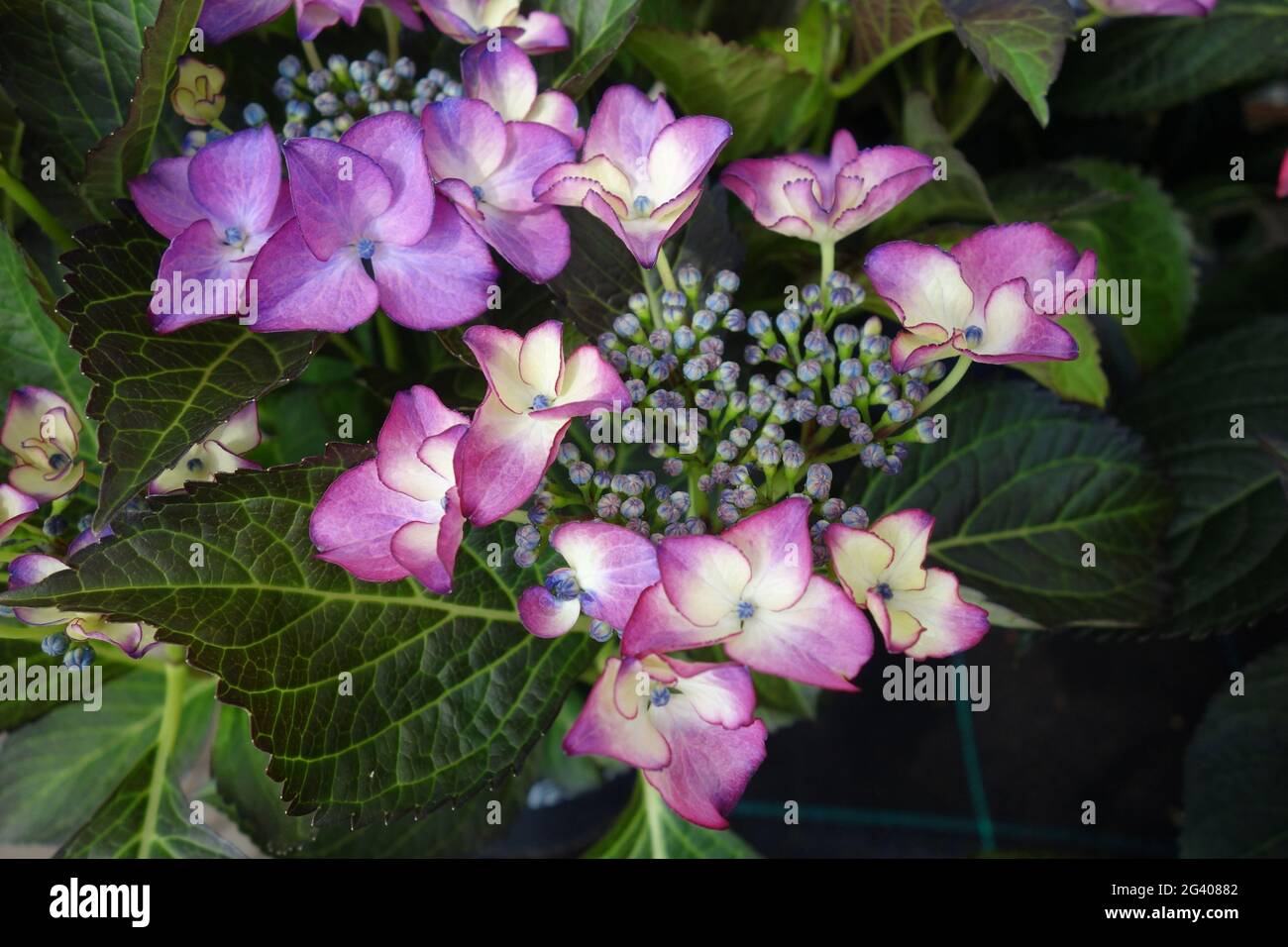 Hydrangea family hi-res stock photography and images - Alamy