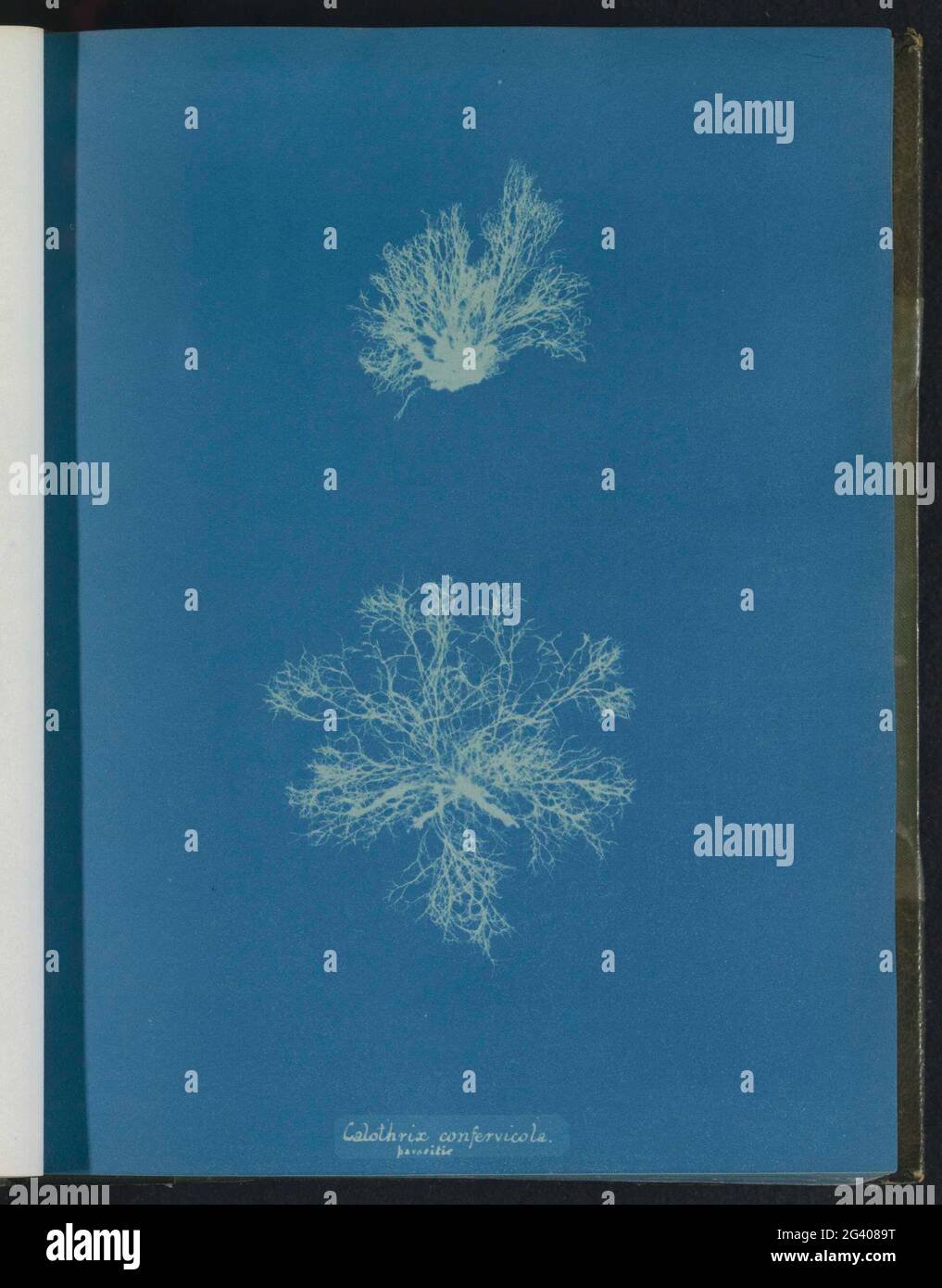 Calothrix Confervicola / Parasitic; Seaweed Stock Photo - Alamy