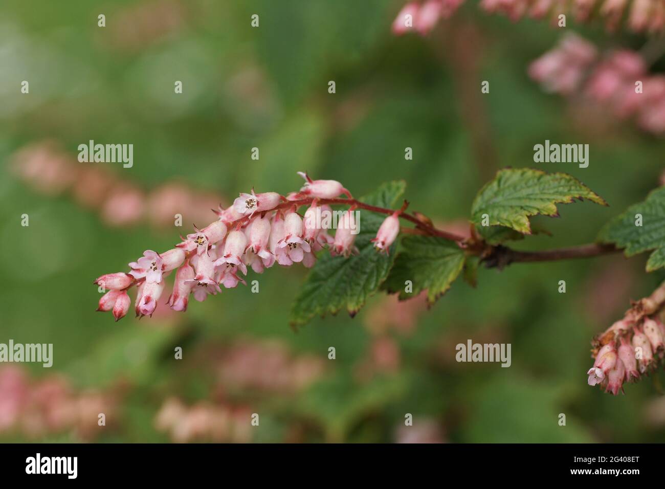 Neillia hi-res stock photography and images - Alamy