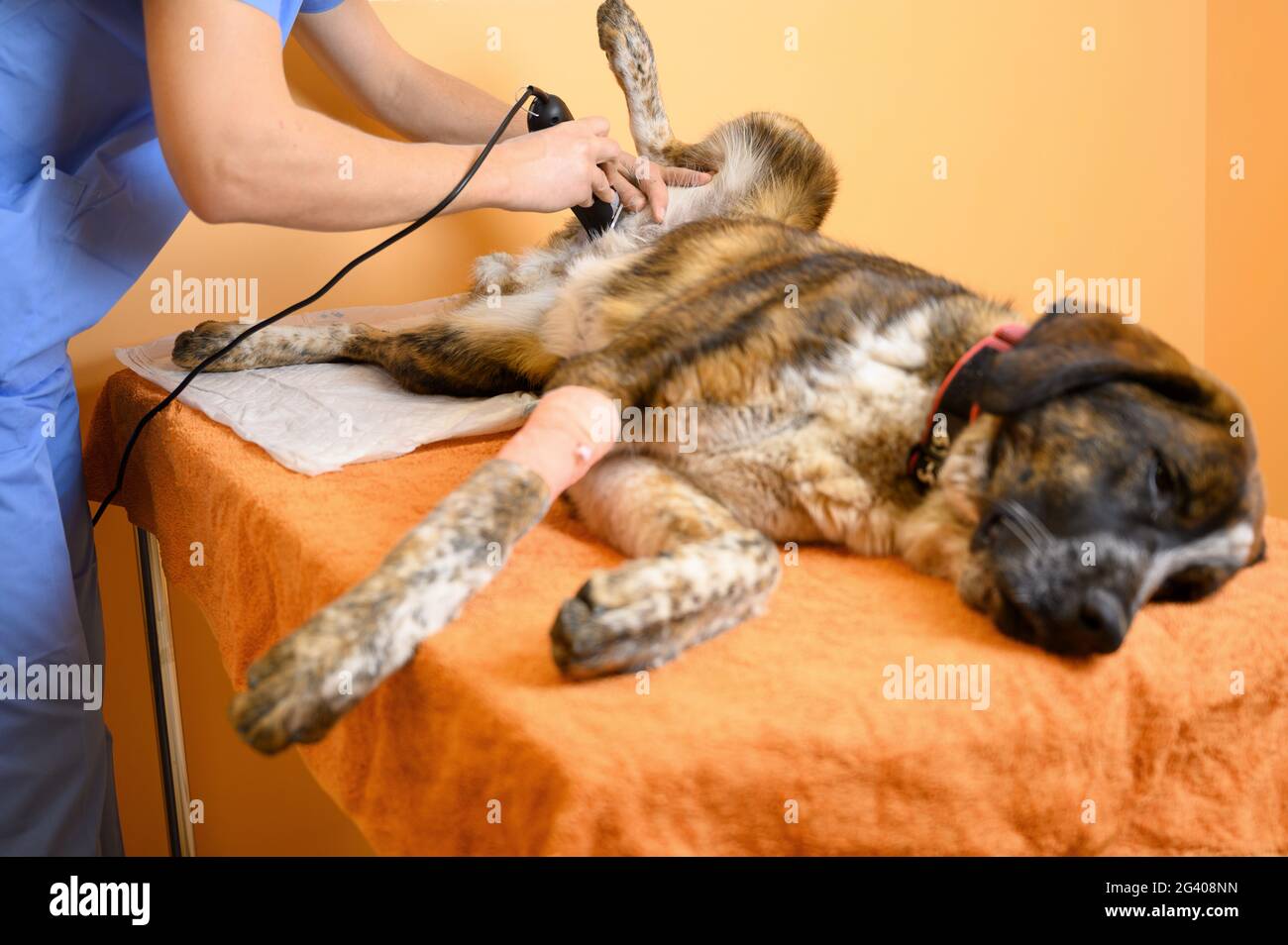 Dog in veterinary clinic is being shaved before surgery Stock Photo - Alamy