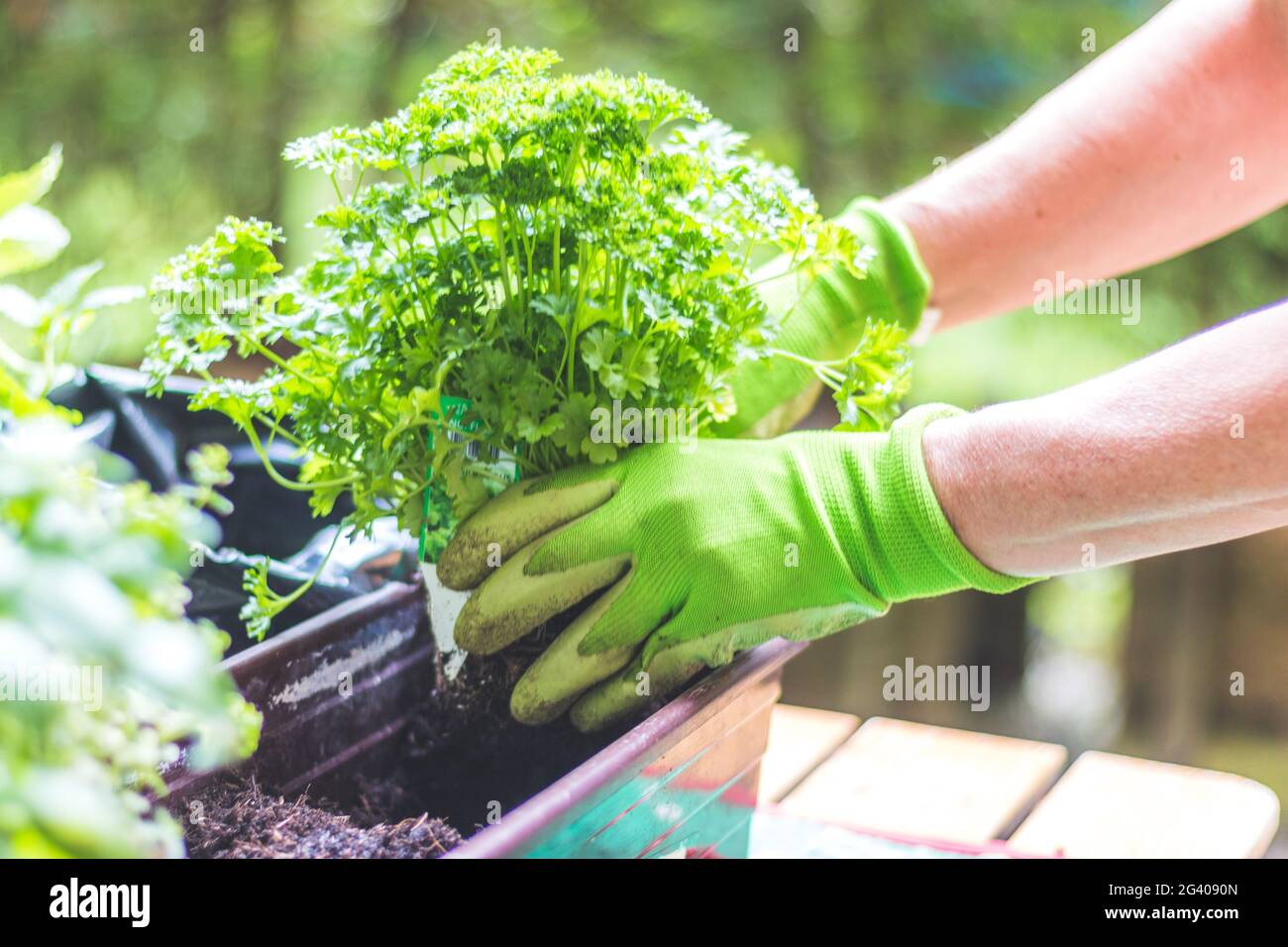 Urban gardening: Woman is planting fresh vegetables and herbs on ...