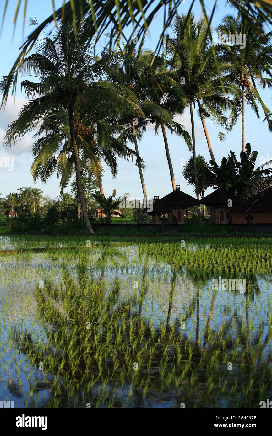 INDONESIA. BALI ISLAND. RICE FIELDS NEAR UBUD Stock Photo - Alamy