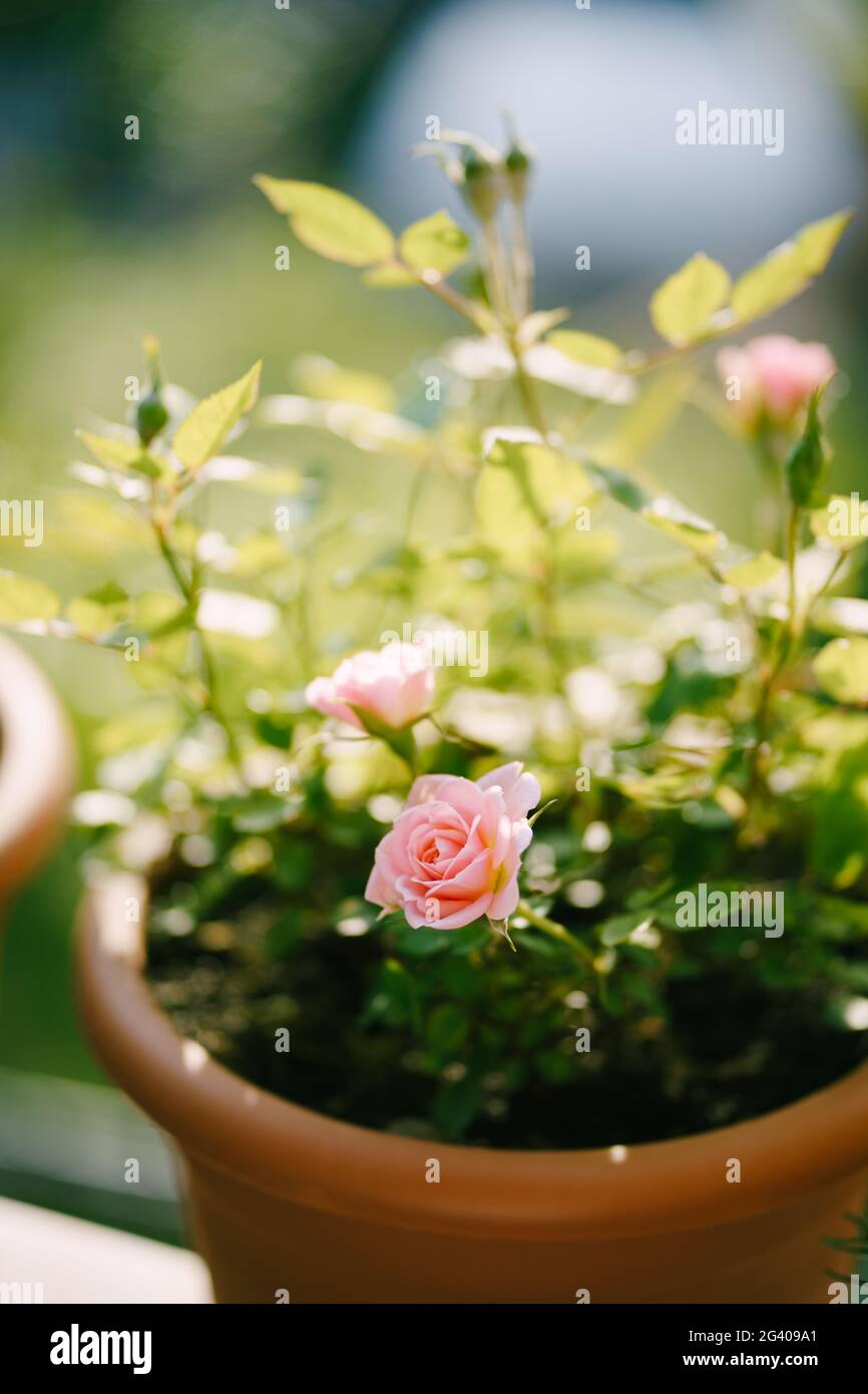 Pot rose hi-res stock photography and images - Alamy
