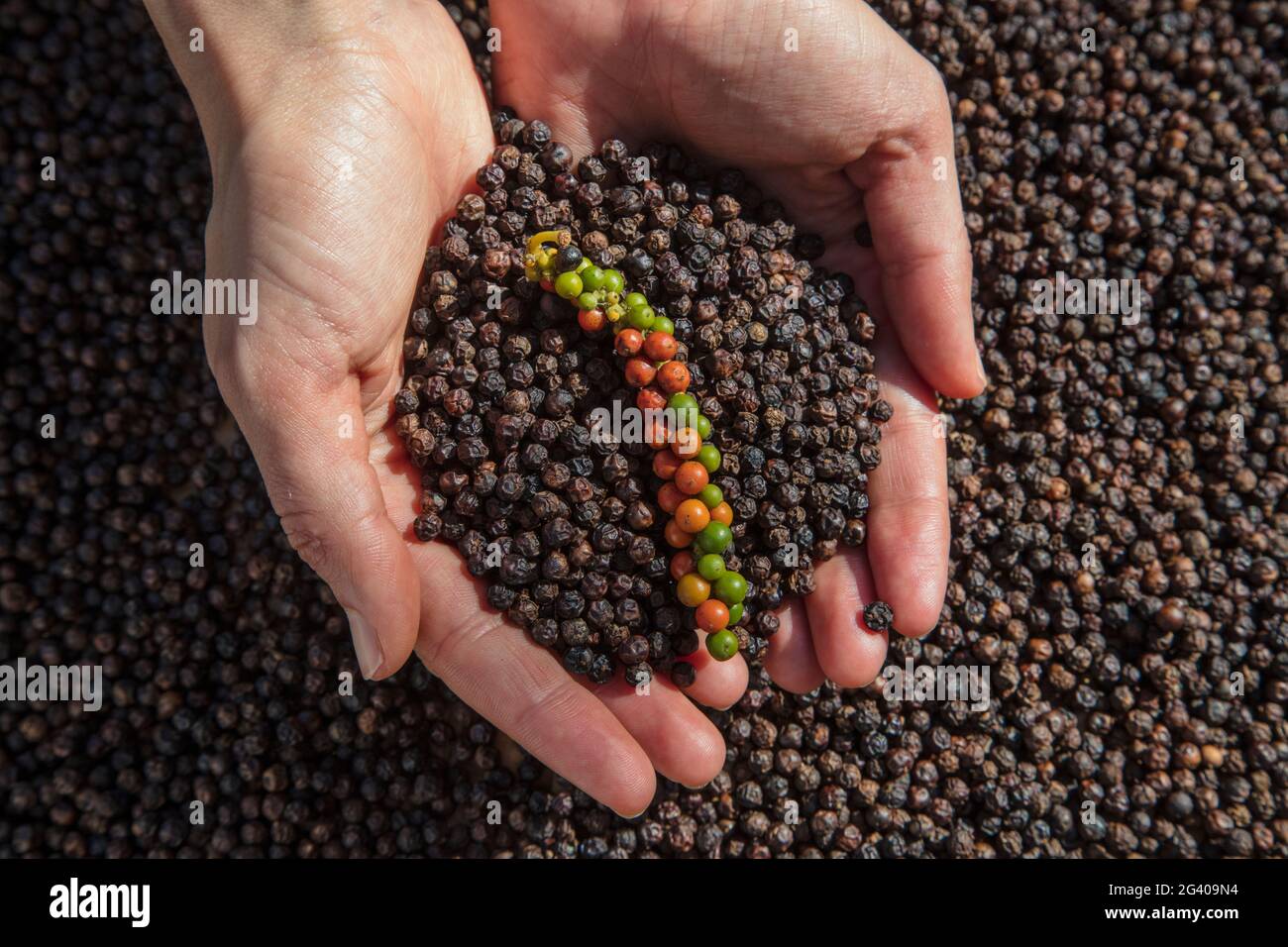 Piper nigrum pepper family piperaceae hi-res stock photography and ...