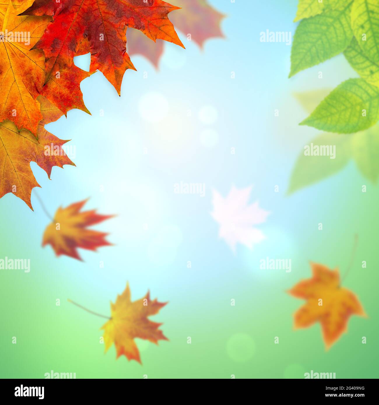 Autumn leaves background Stock Photo - Alamy