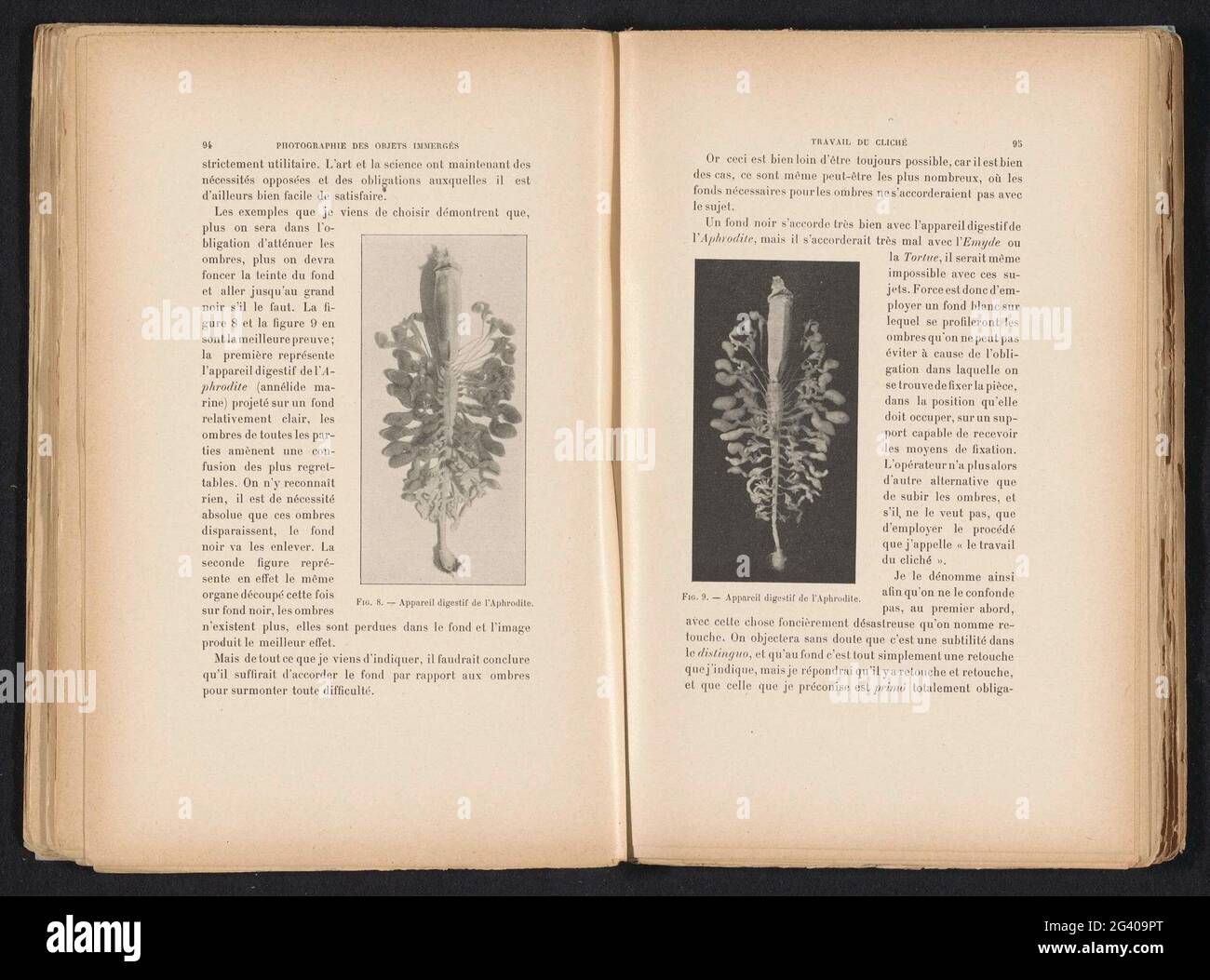 Spijsverteringstesel Van Een Zeemuis; Digestive device of the Aphrodite ...