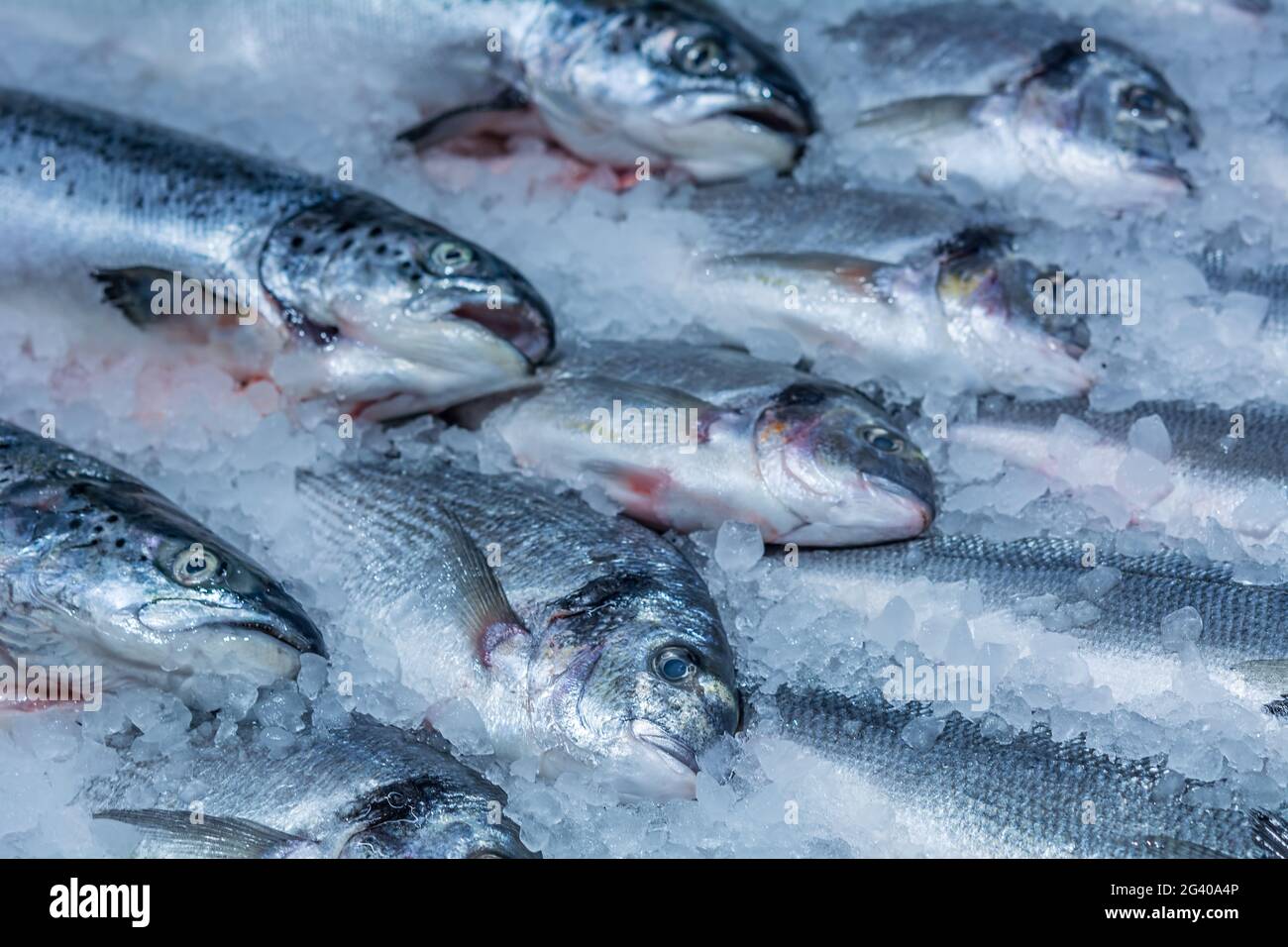 Chilled in ice red fish Stock Photo - Alamy