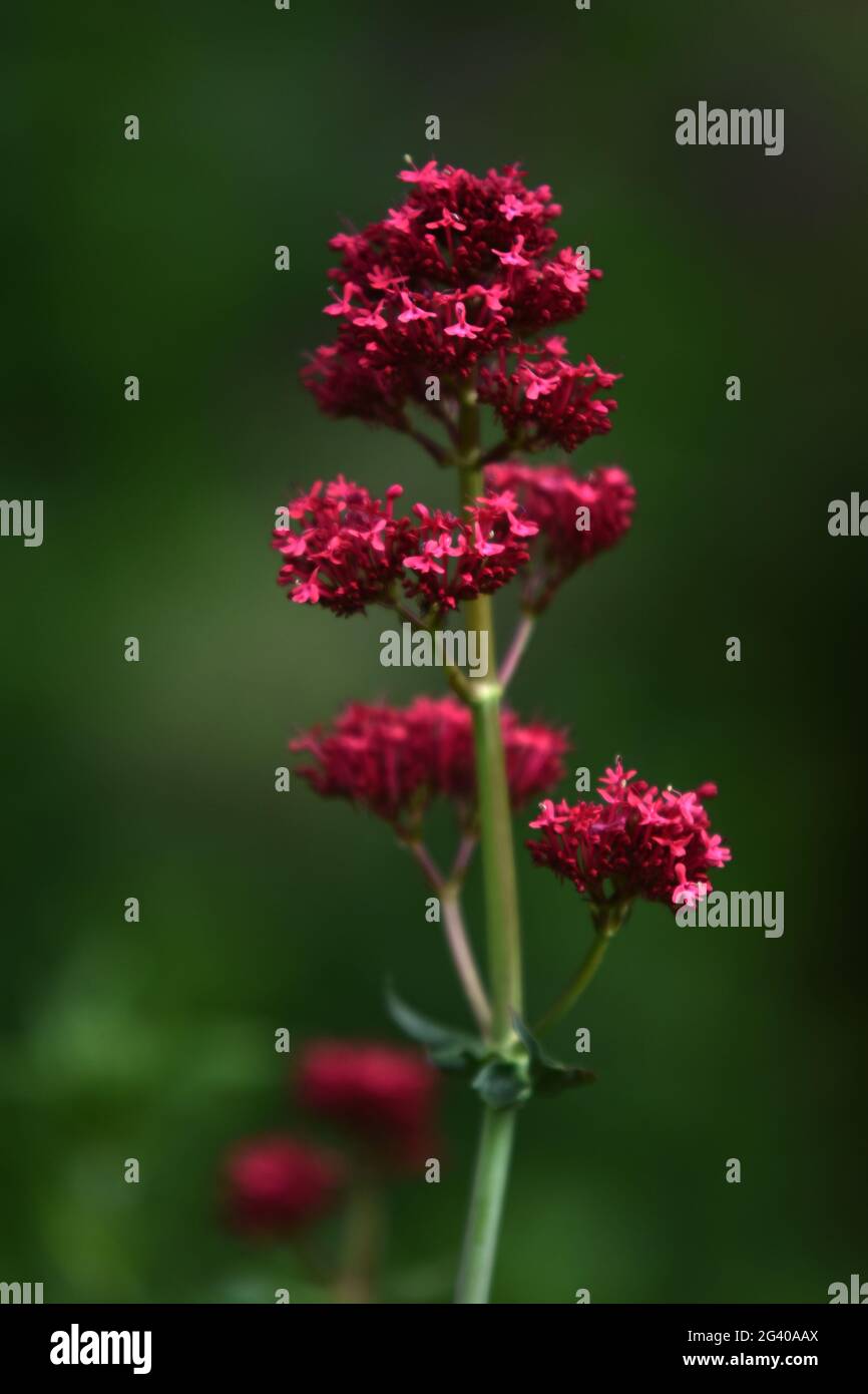 Centranthus bloom hi-res stock photography and images - Alamy