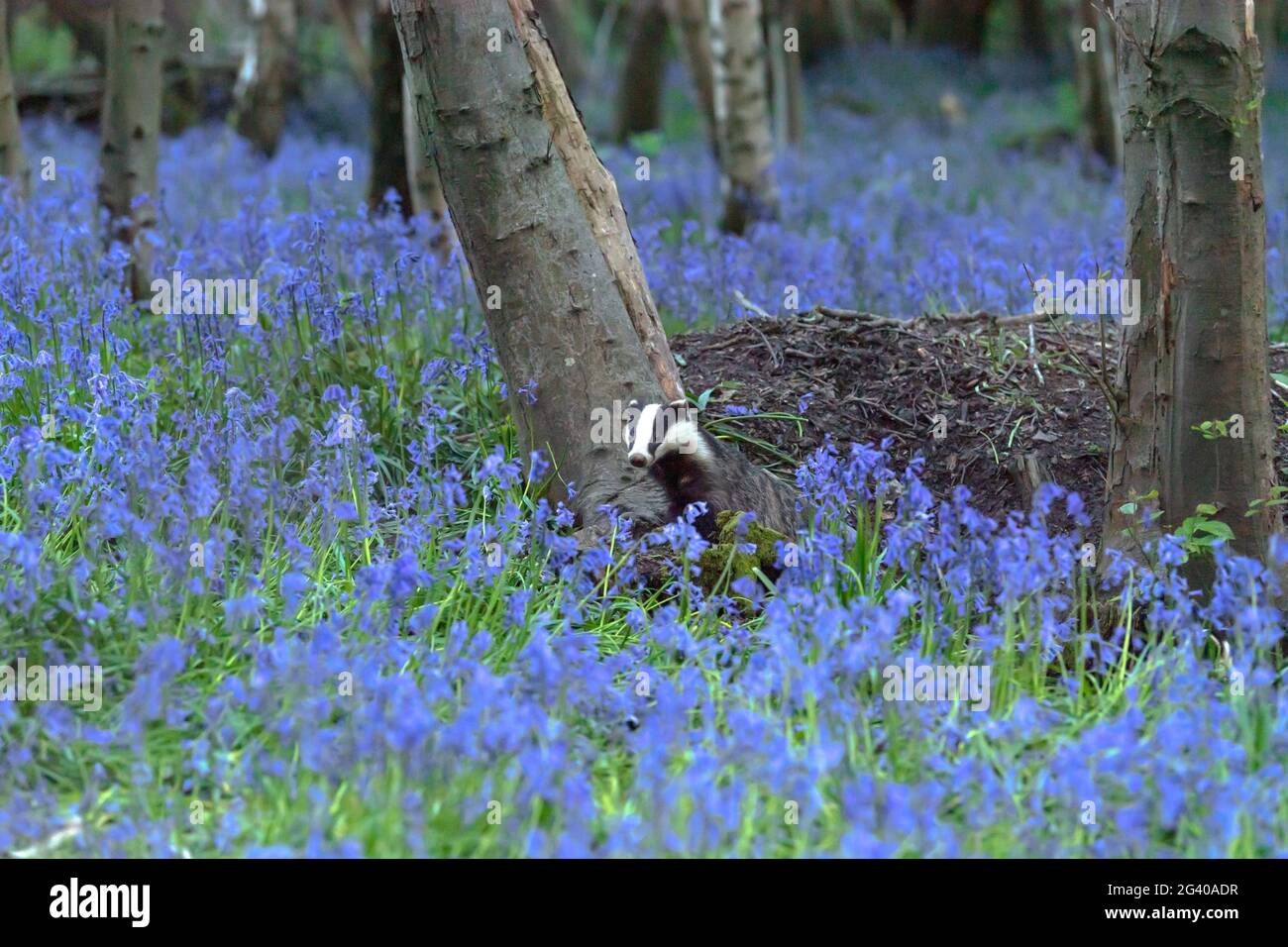 Badgers playing early evening in English bluebell (Hyacinthoides ...