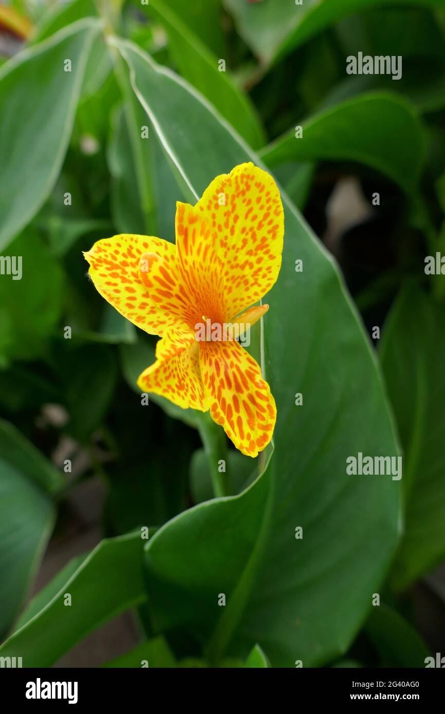 Indian flower cane canna indica hi-res stock photography and images - Alamy